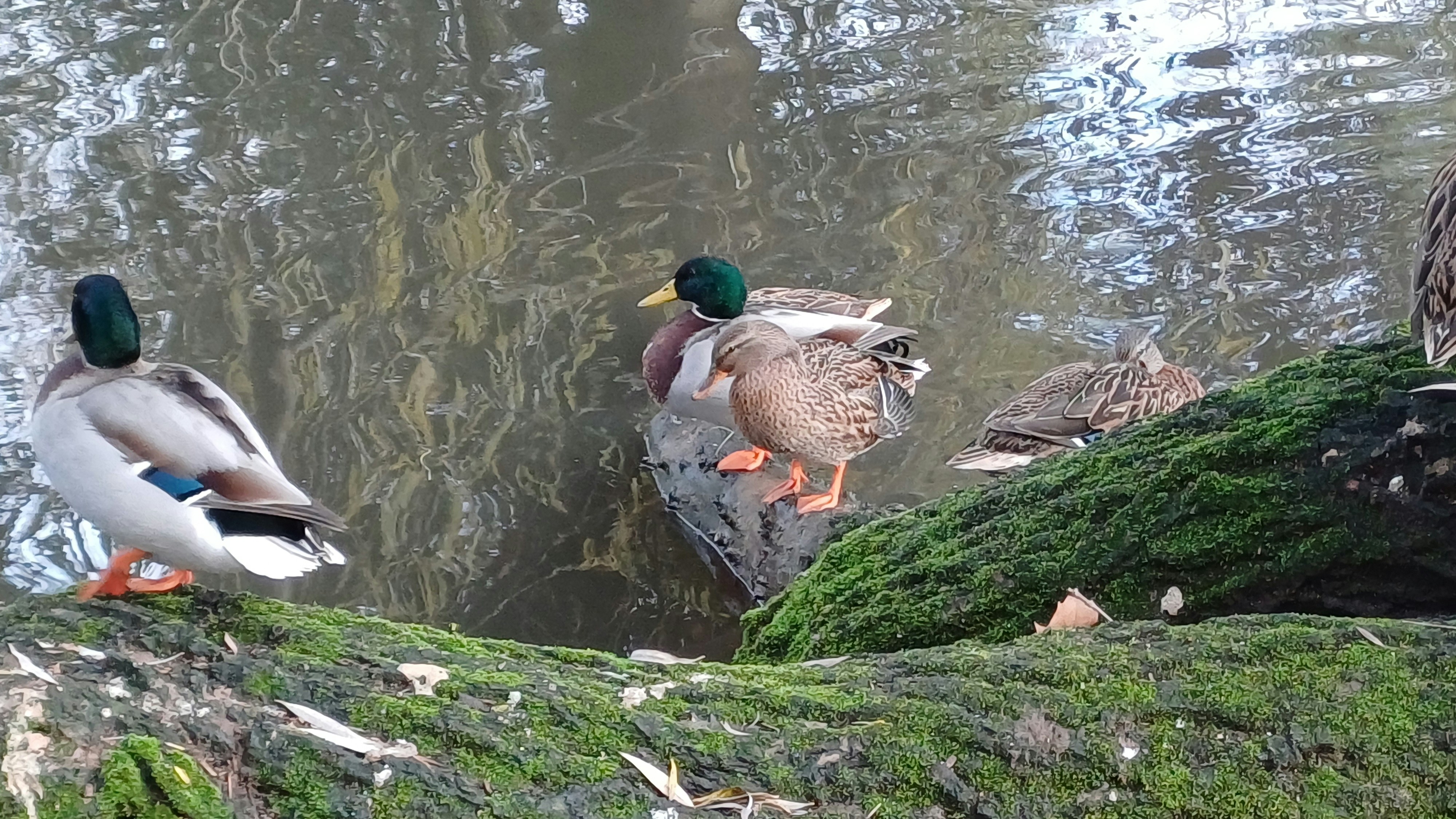 Mallards on a Mossy Riverbank: Quiet Reflections in Green-Head Contrast