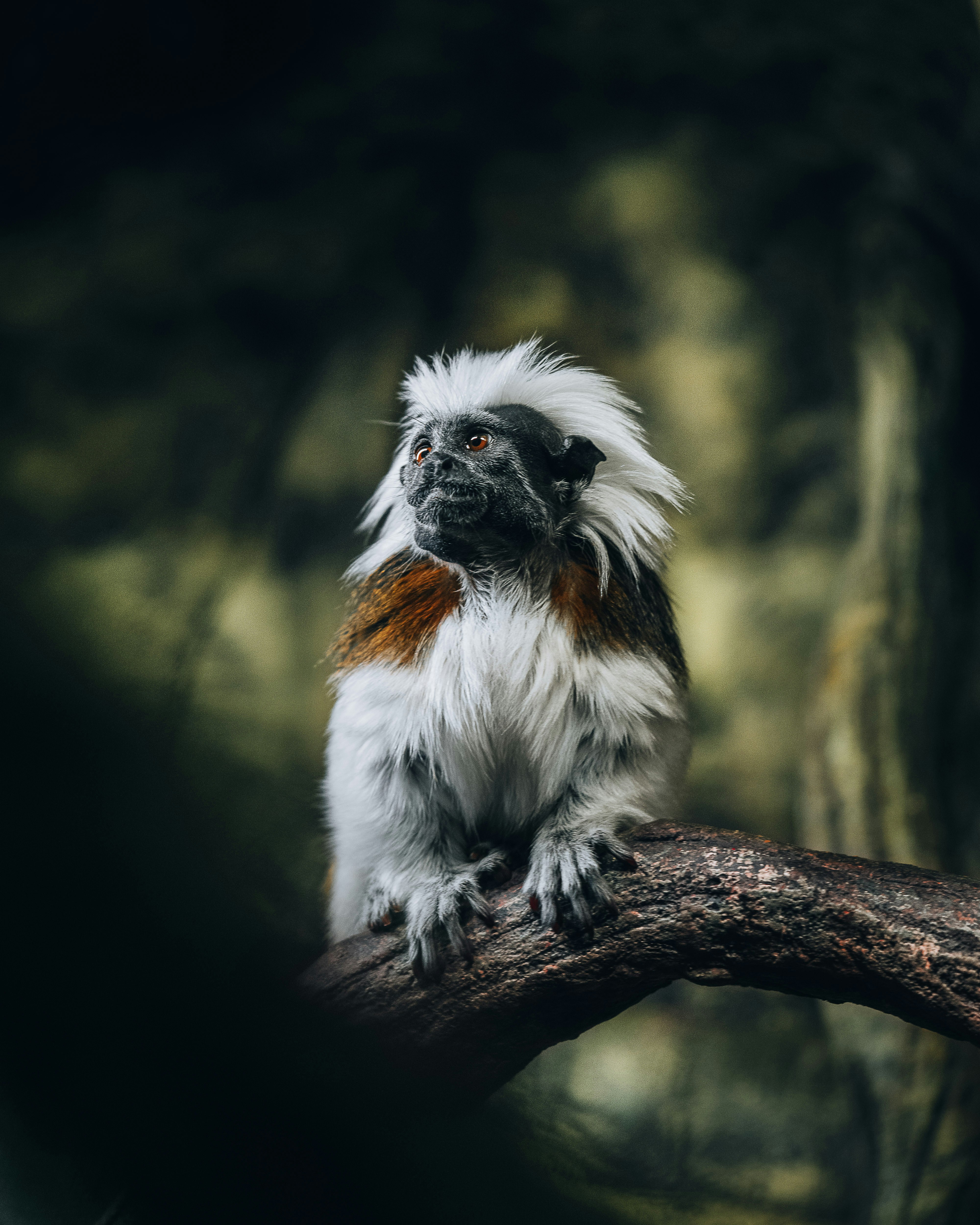 White-Maned Sentinel Perched on a Mossy Forest Branch