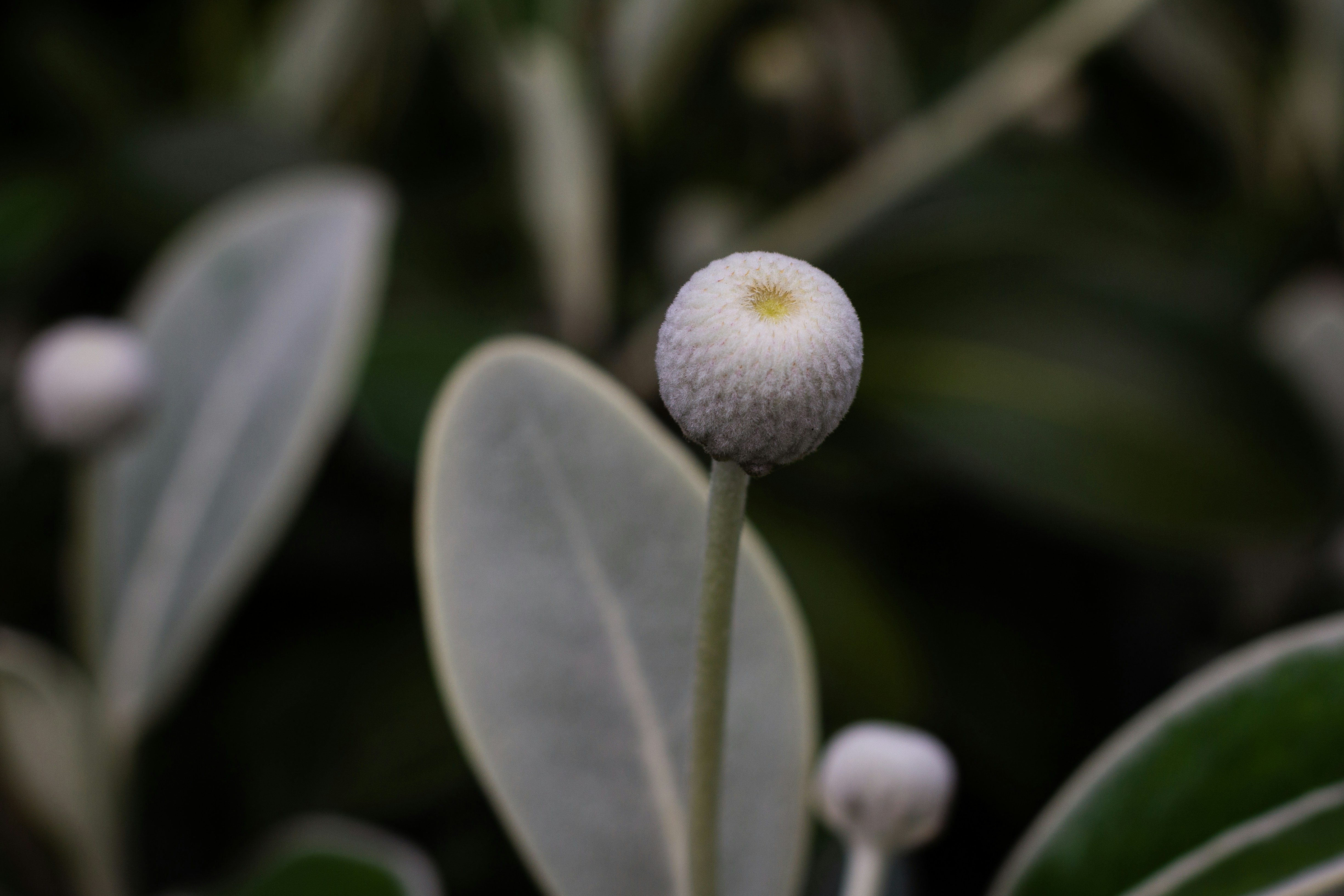 Close-up of a Marlborough Rock Daisy bud with soft, fuzzy texture and surrounding foliage.