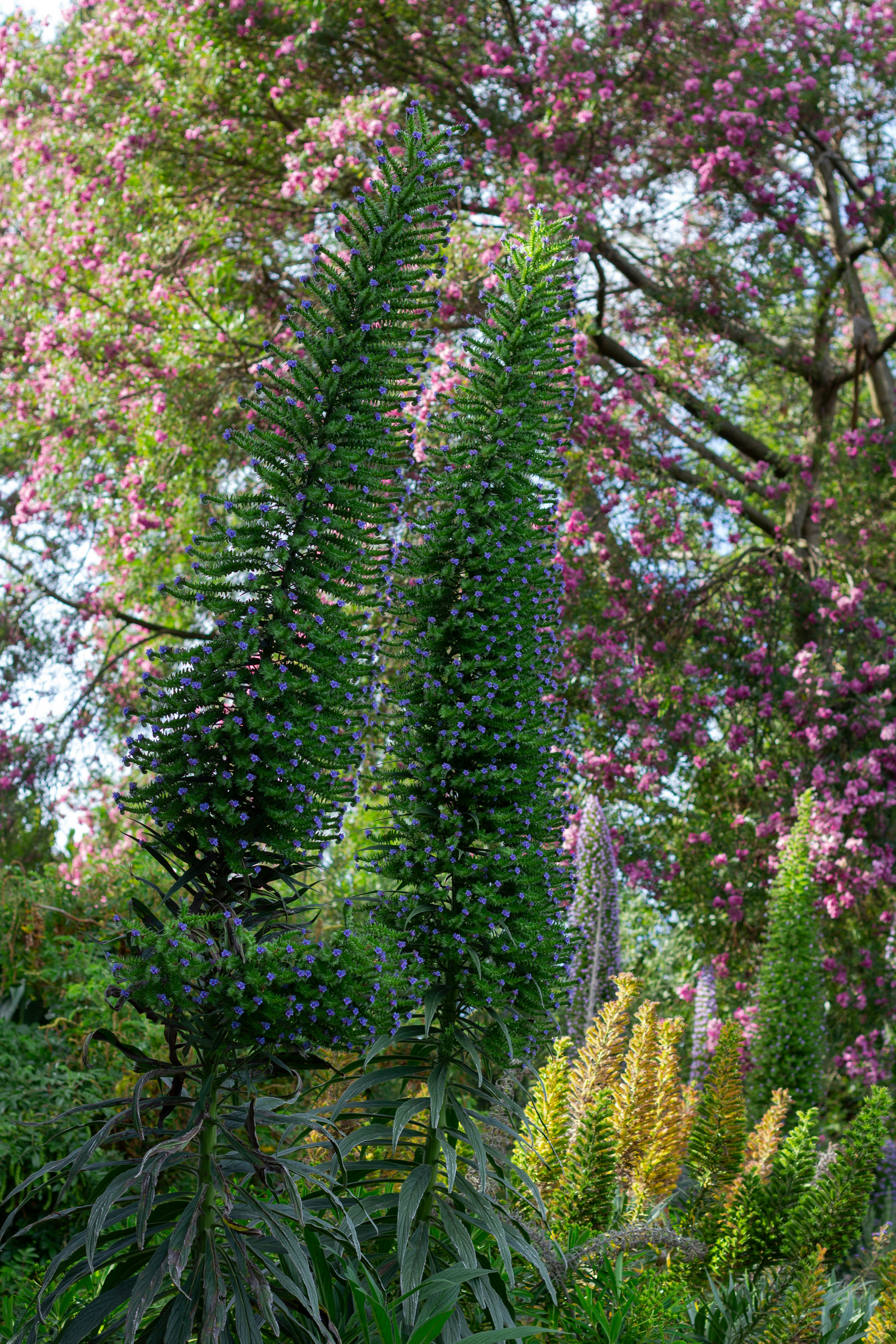 Lupine Towers Beneath a Blush Spring Canopy