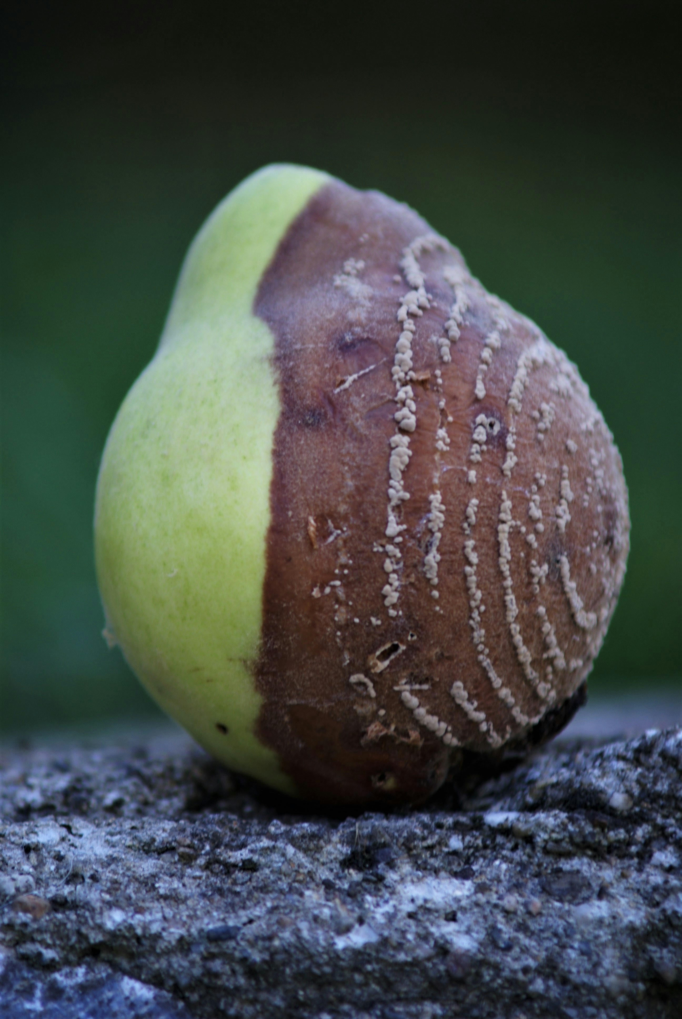 Frost-Kissed Pear: Dual-Tone Texture in Focus