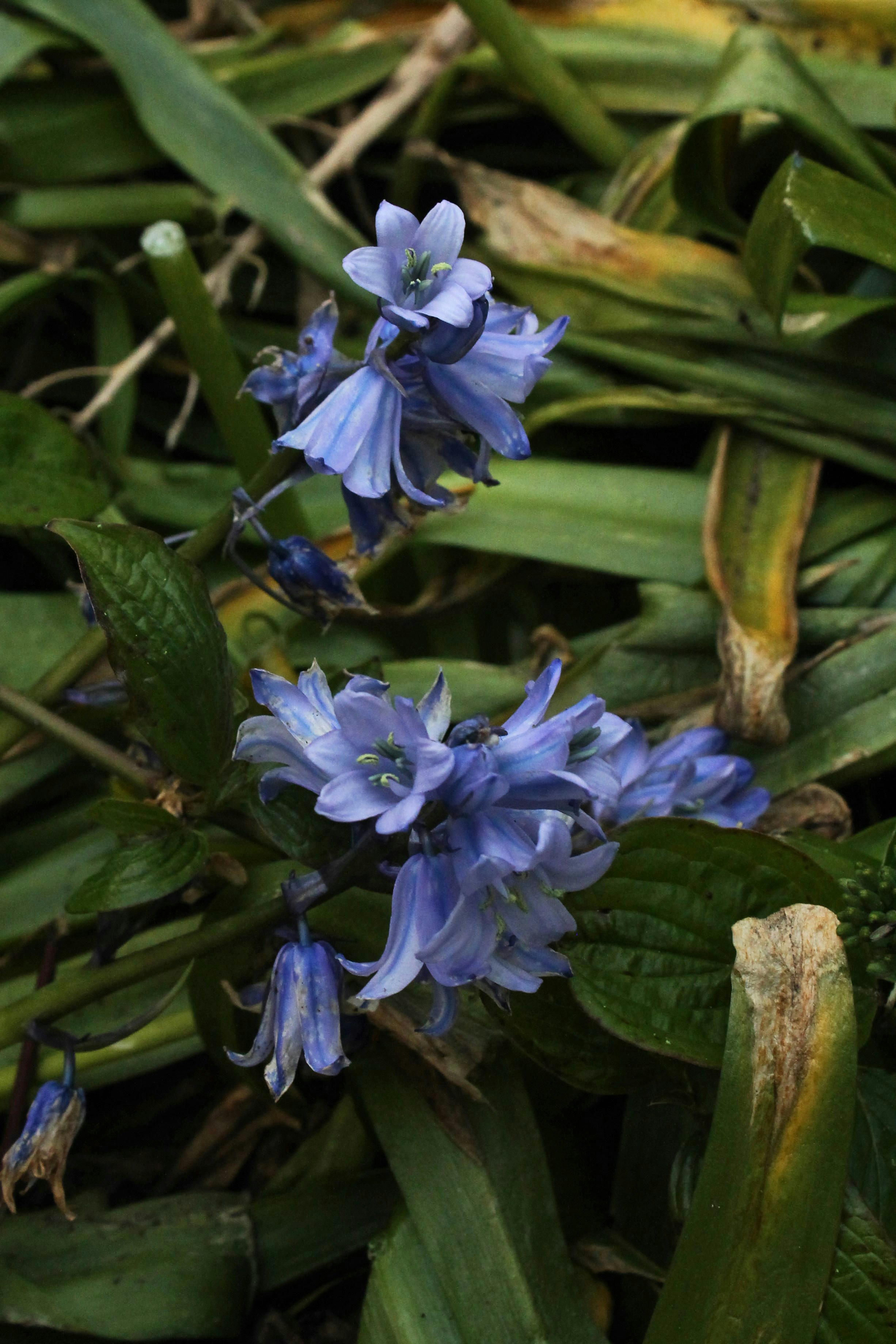 Azure Bells Amid Leafy Lattice