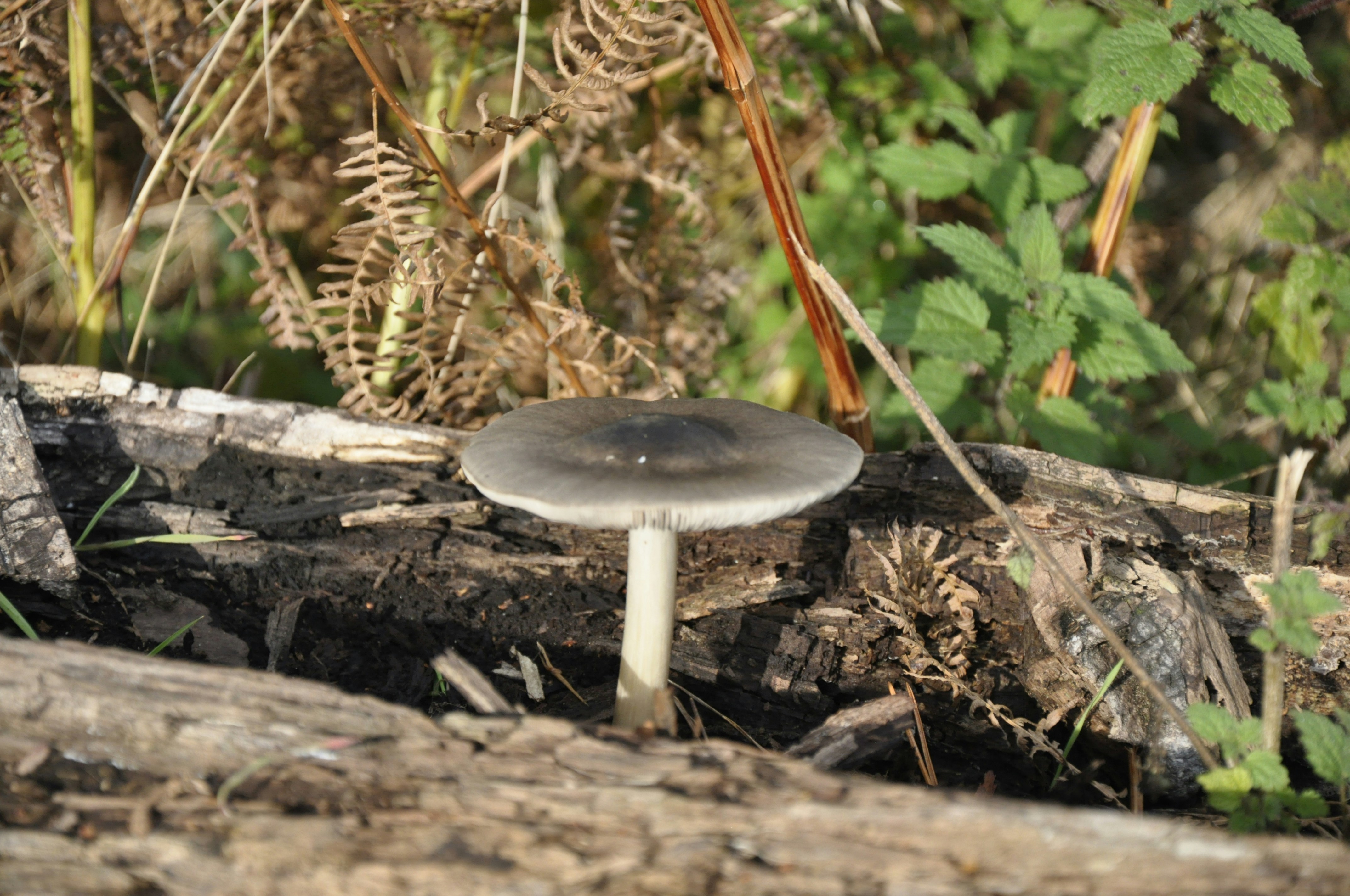 Mushroom Sentinel among Weathered Logs in Dappled Forest Light