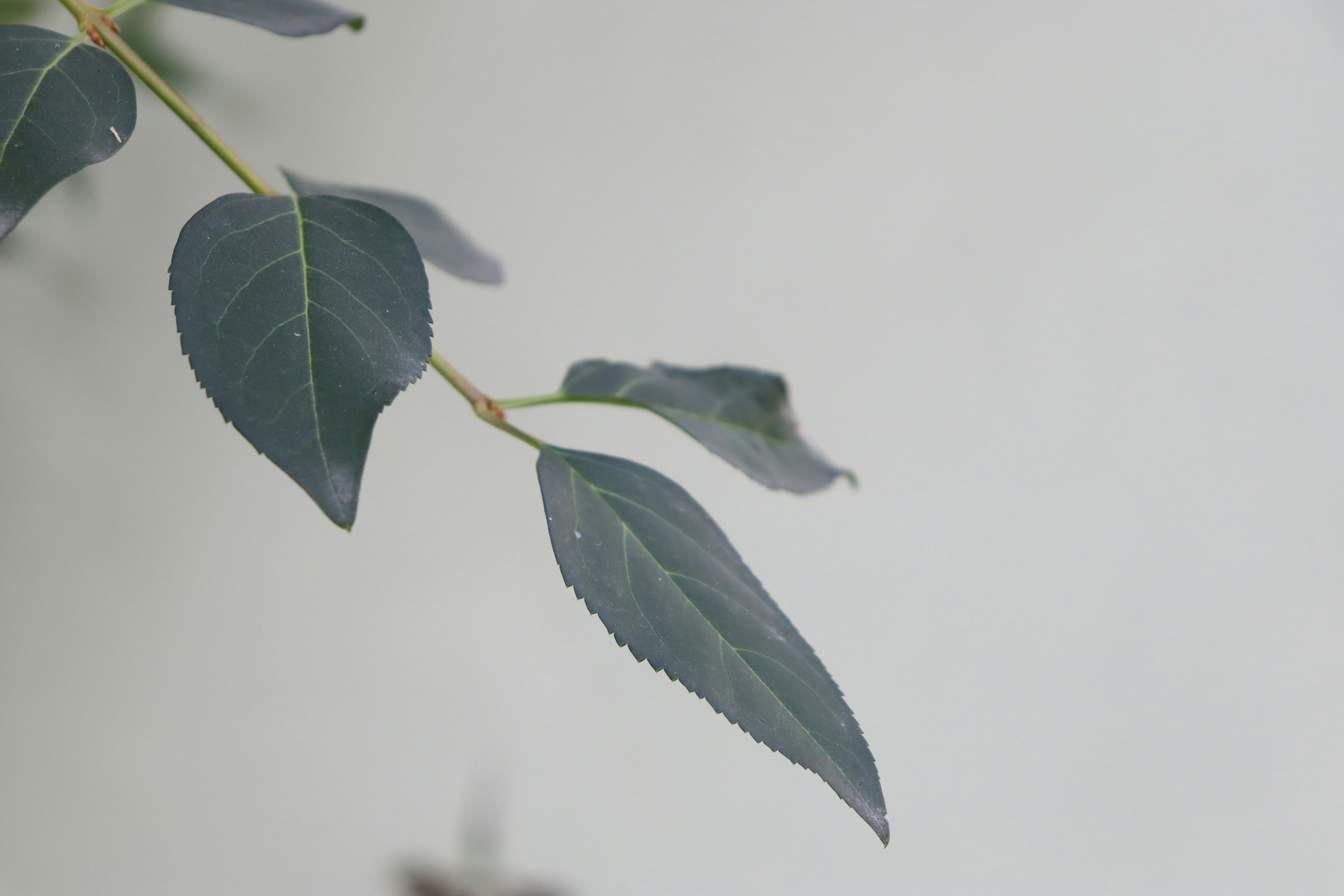 A beautiful close up of a couple of leaves