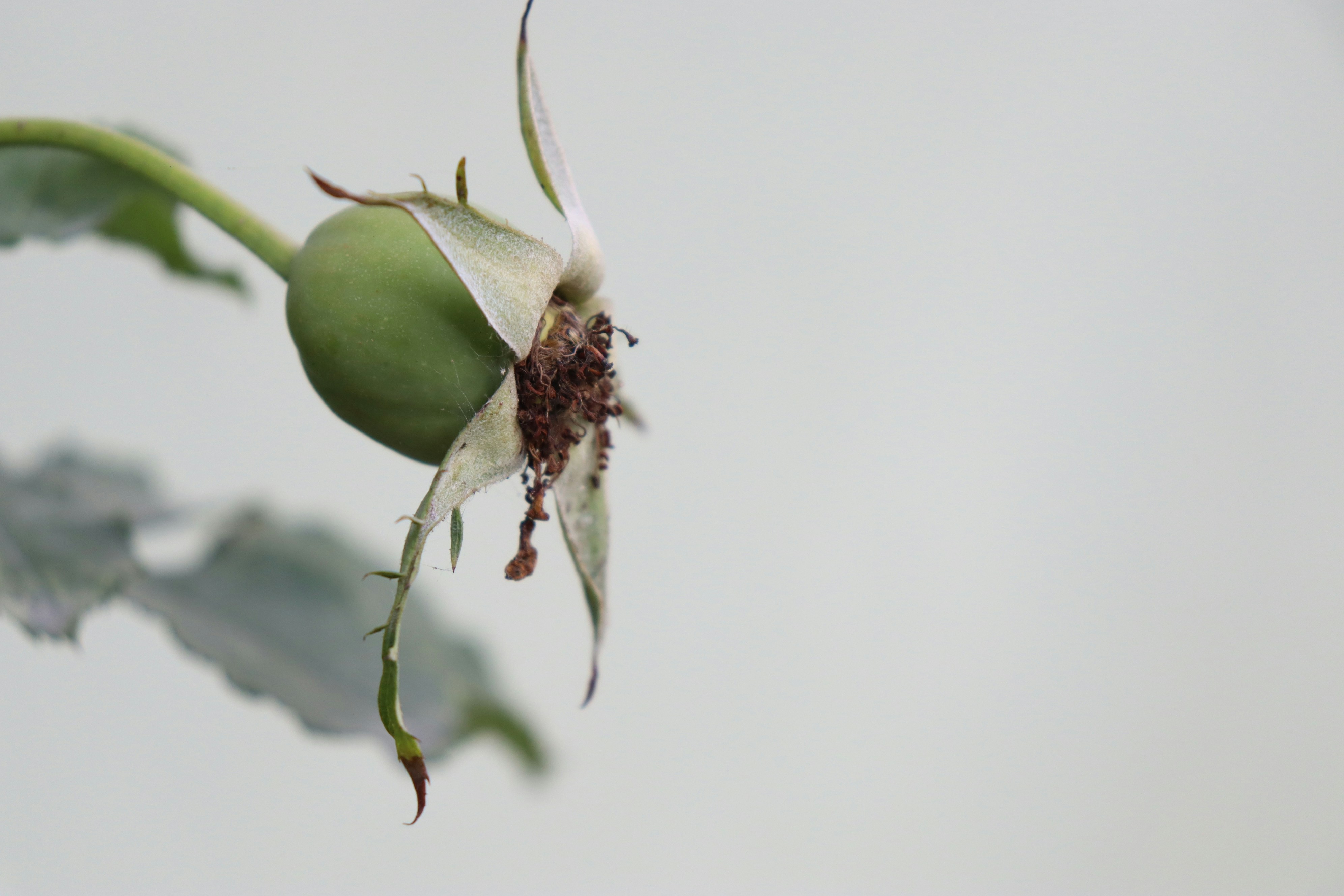 Photo by Mohsin Nisar with Canon EOS 200D Mark II