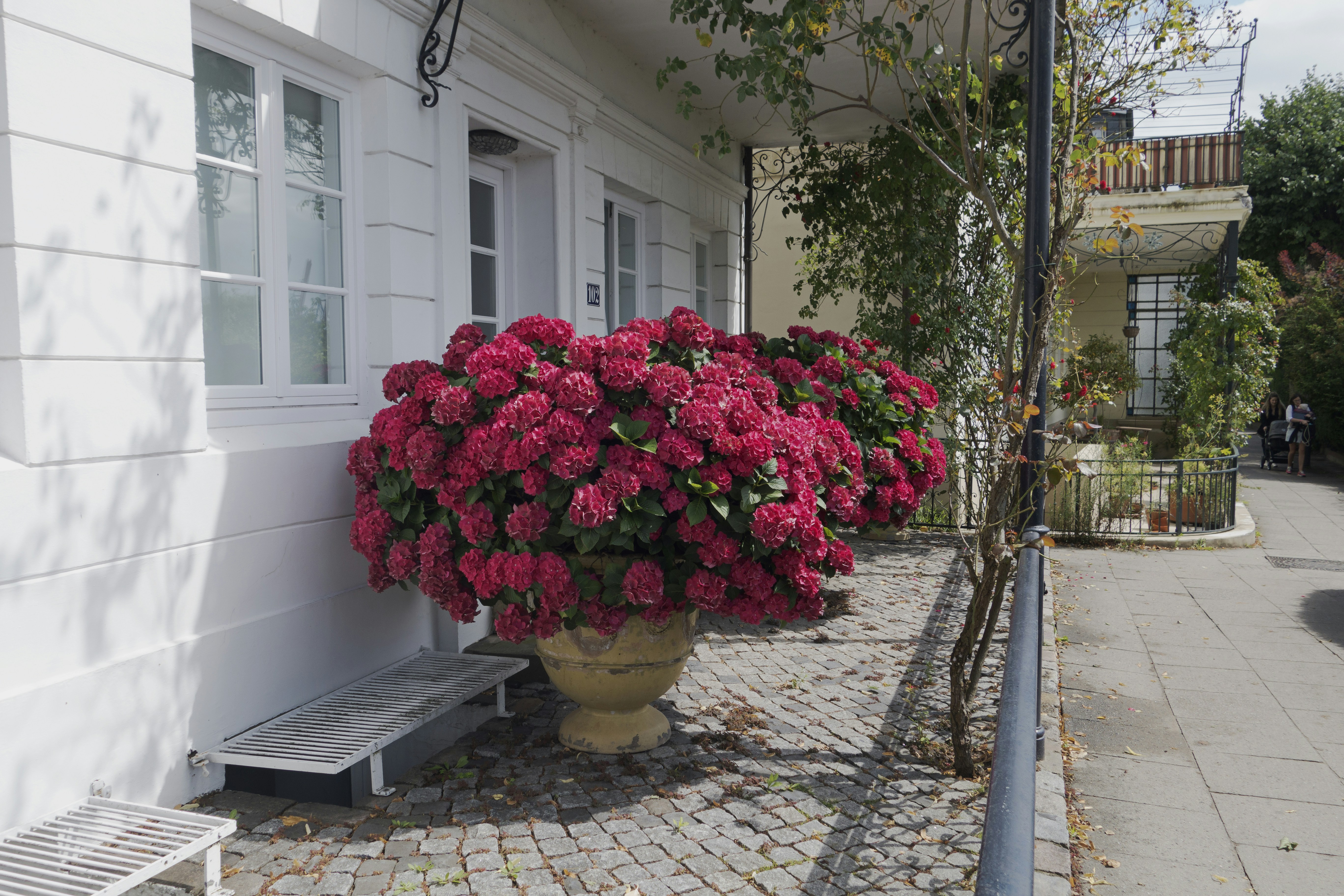 Hydrangea Vessel by the White Cottage