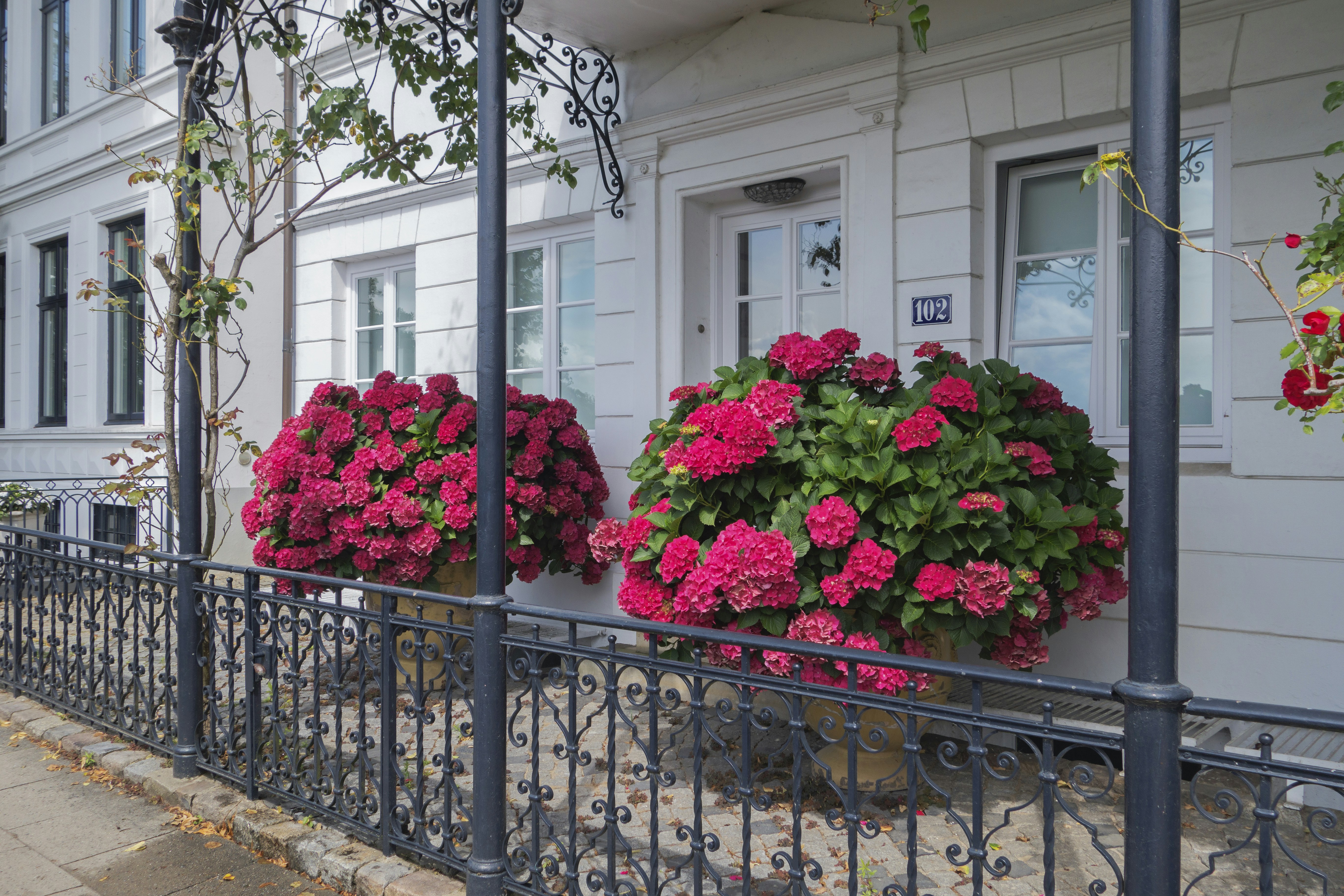 Hydrangea-Framed Veranda: Pink Blooms Guarding a White Facade