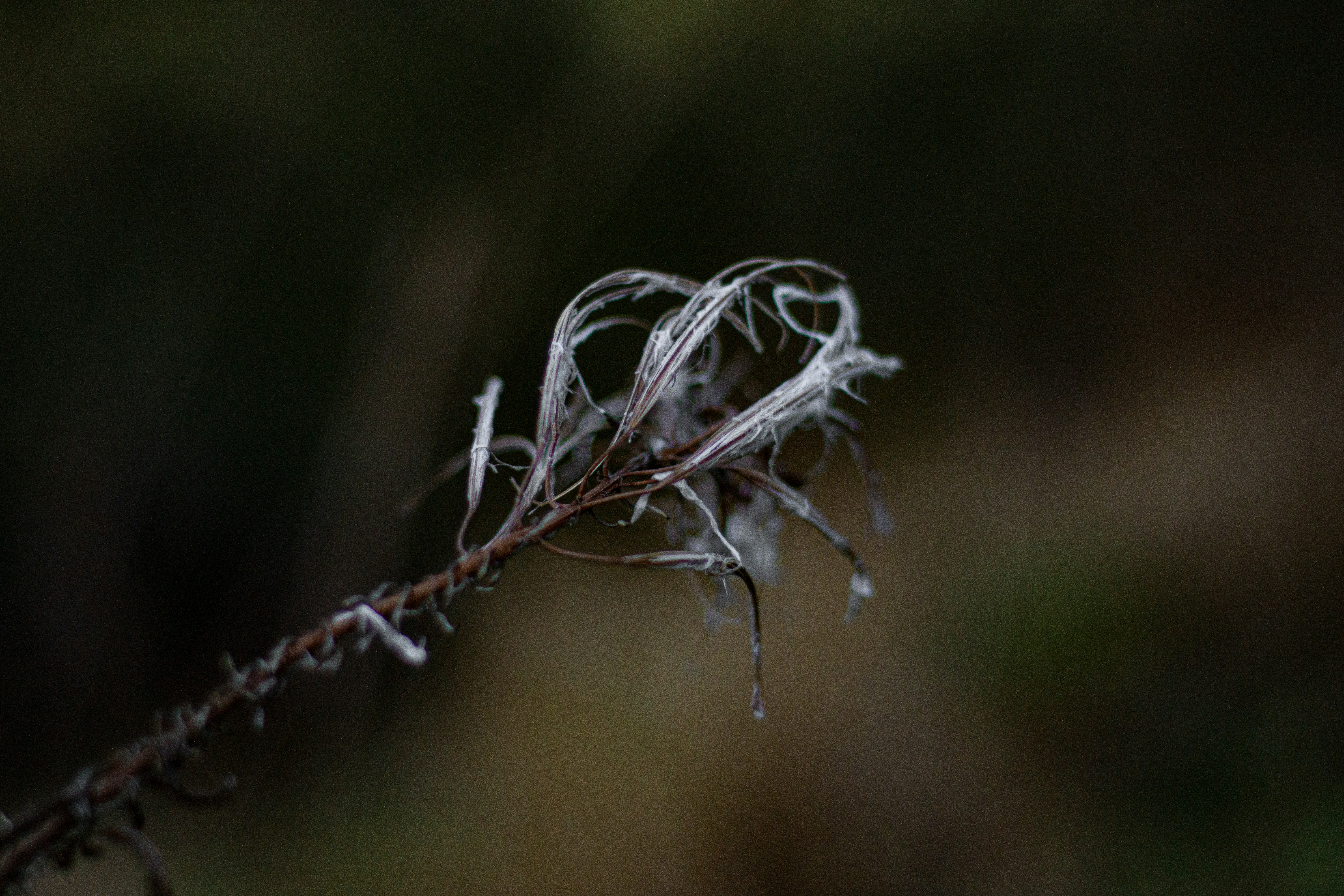 a close up of a plant with a blurry background