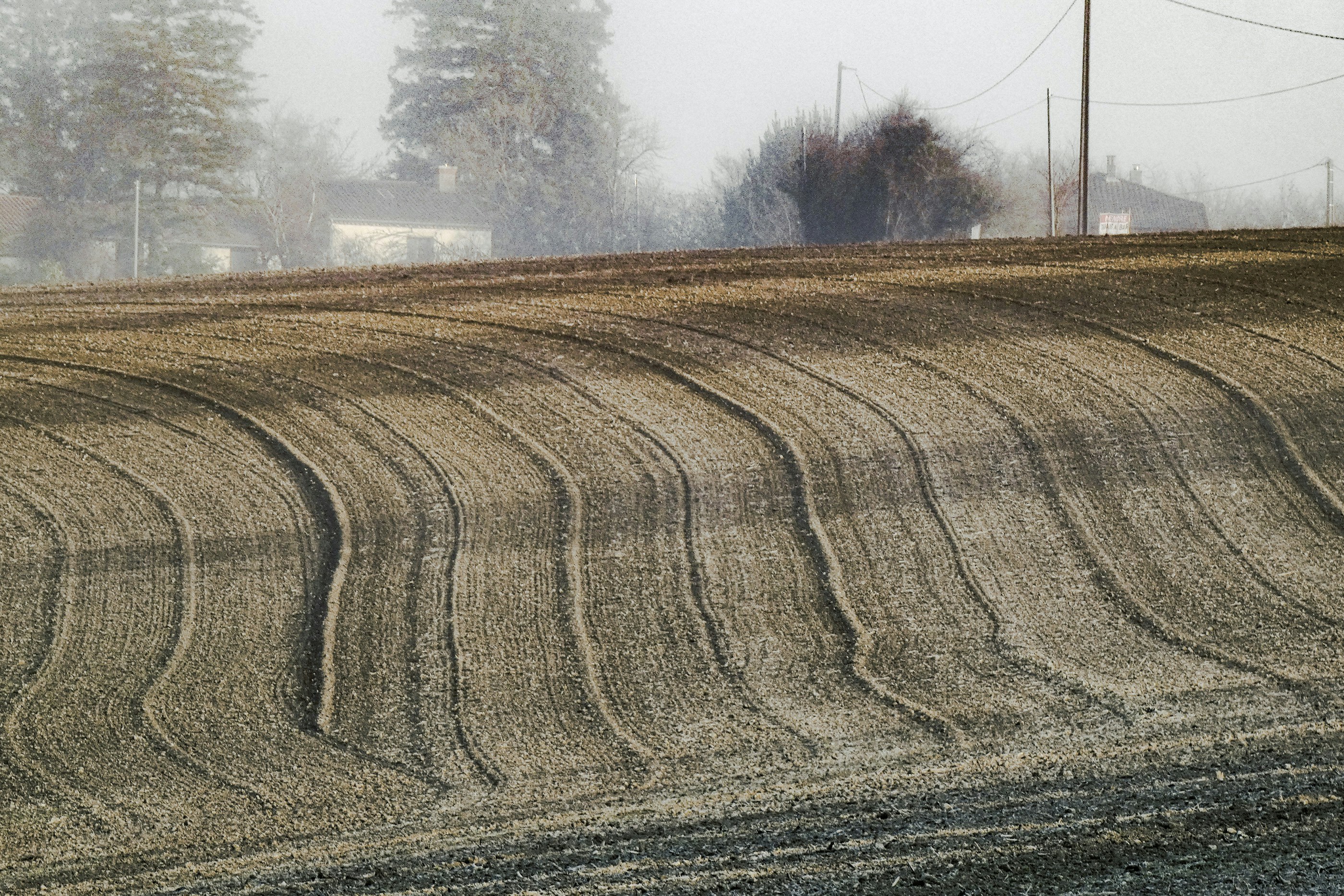 Curved Furrows Carve a Quiet Field at Dawn