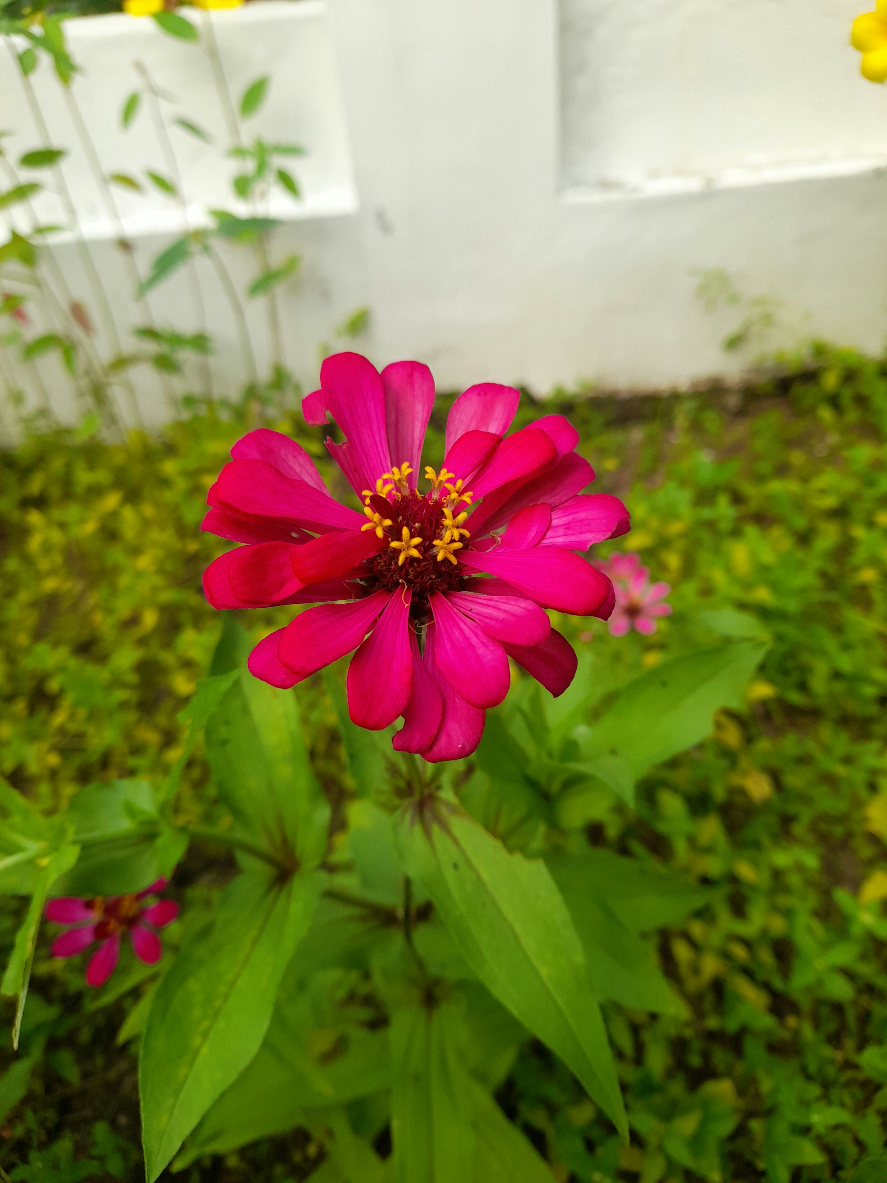 A striking pink flower stands out against a lush green backdrop, showcasing its intricate petals and yellow stamens.
