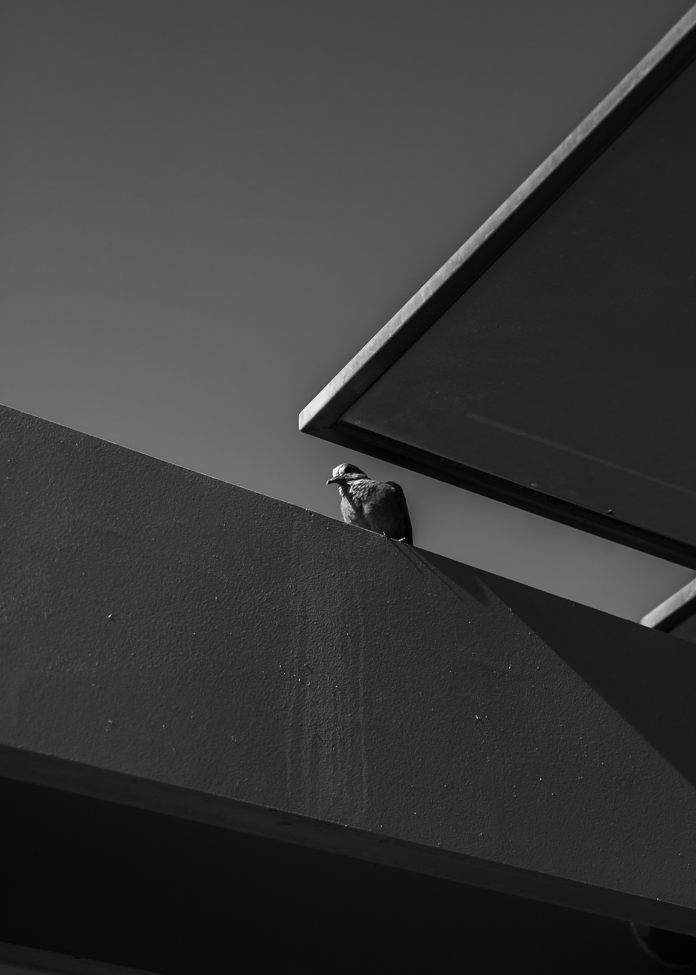 On the Edge of Angles: A Bird at the Modern Facade