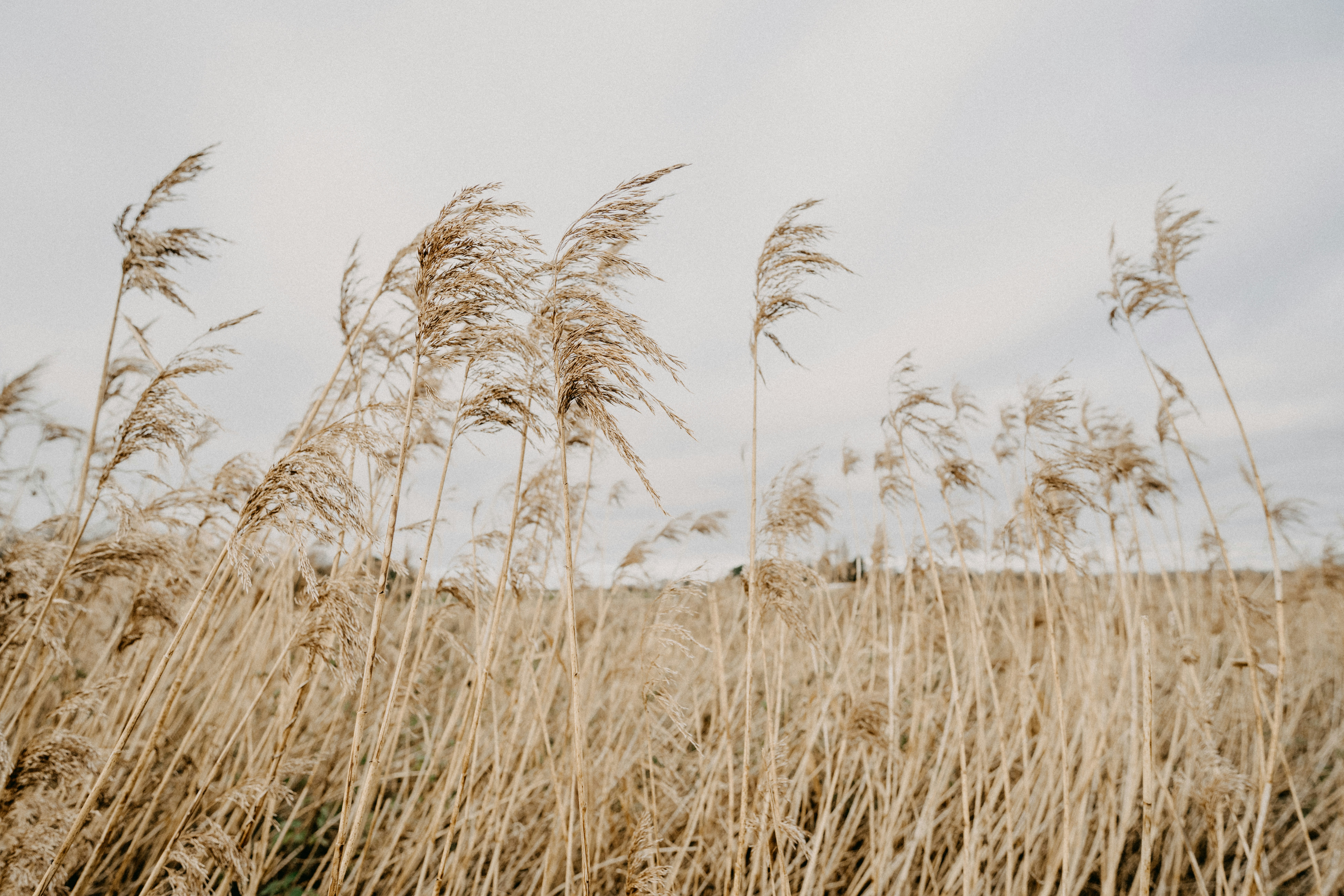 A field with tall grass blowing in the wind photo – Free Brown grass ...