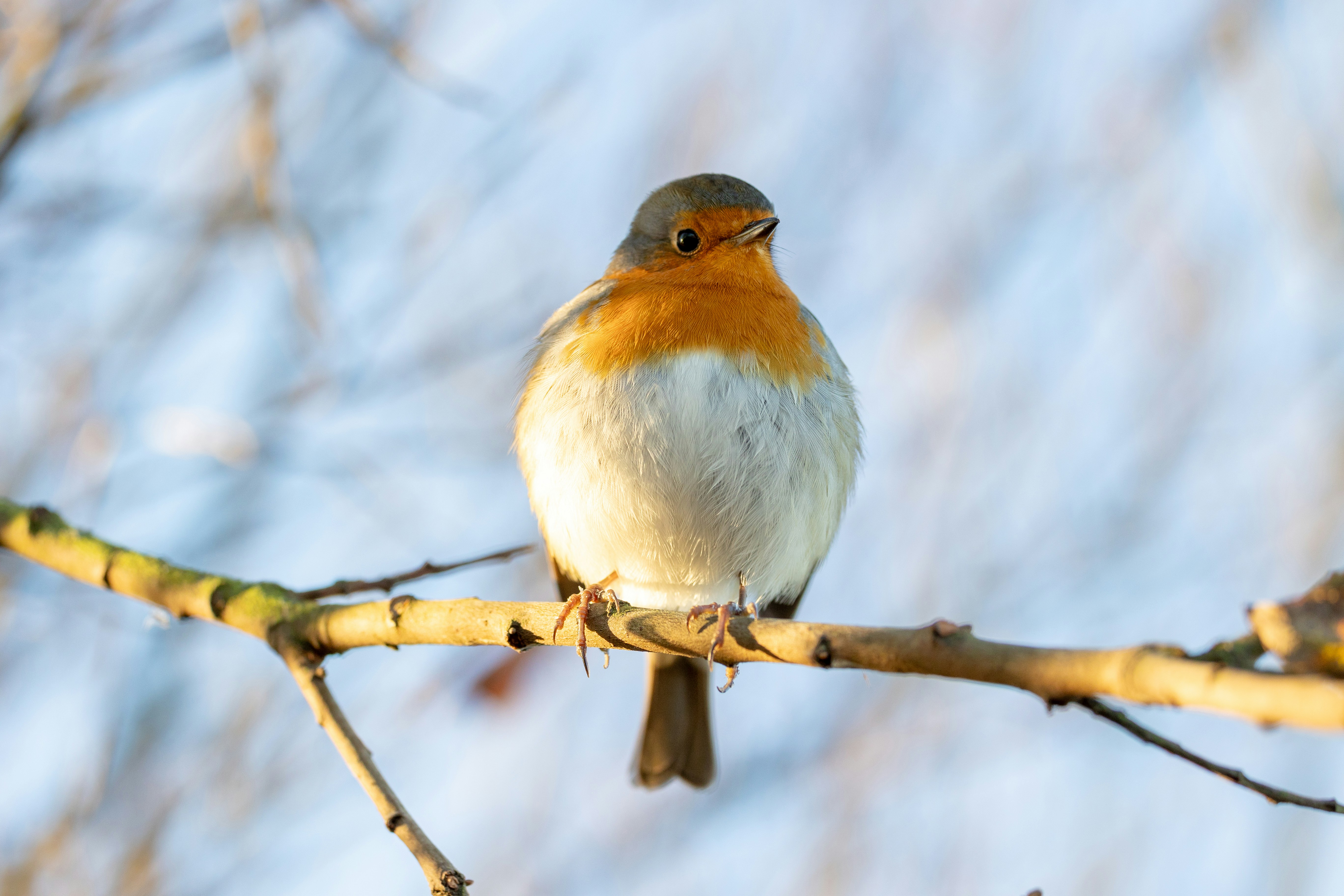 A fluffed up Christmas robin