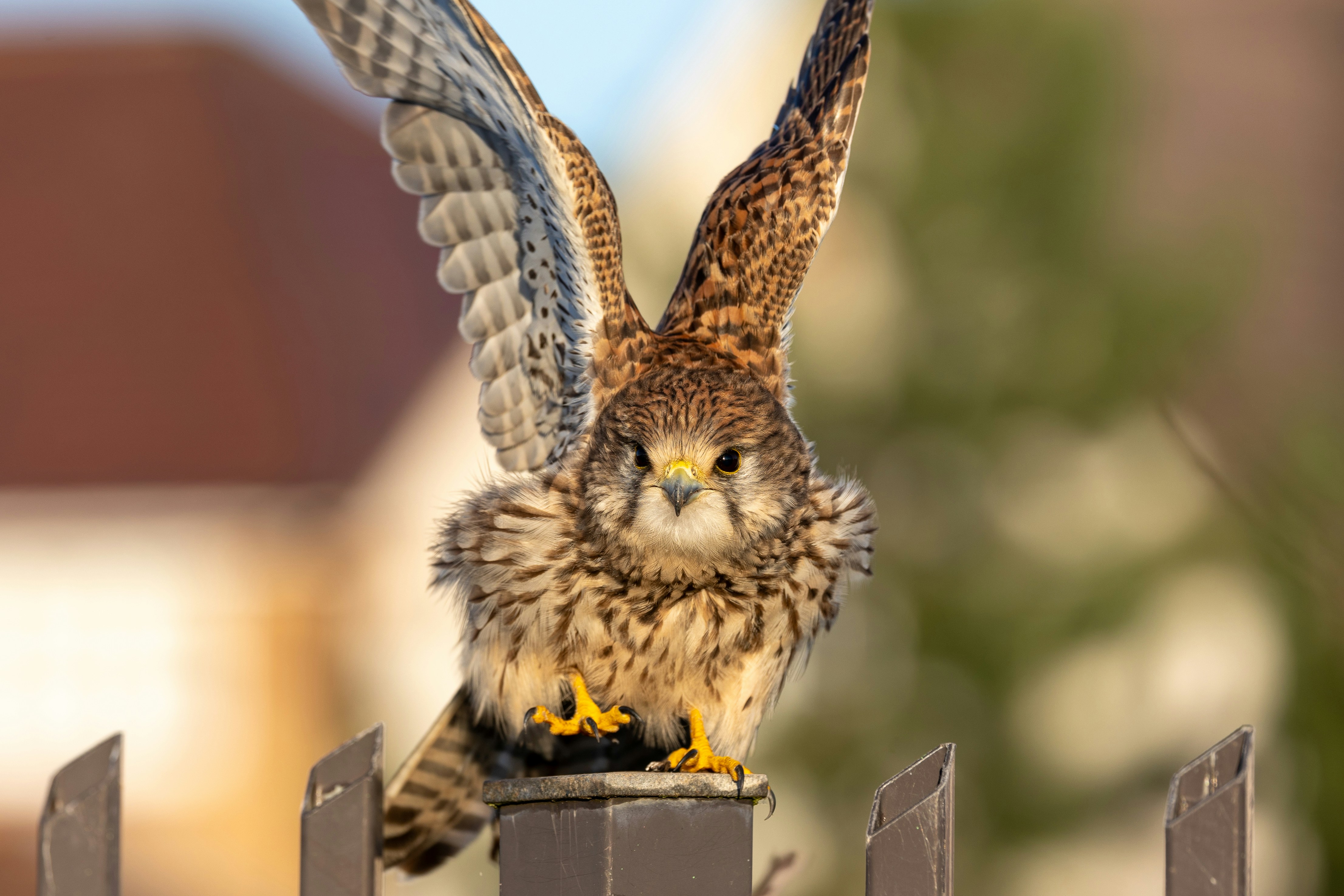 Morning Stare on the Fence: Perched Raptor with Wings Raised