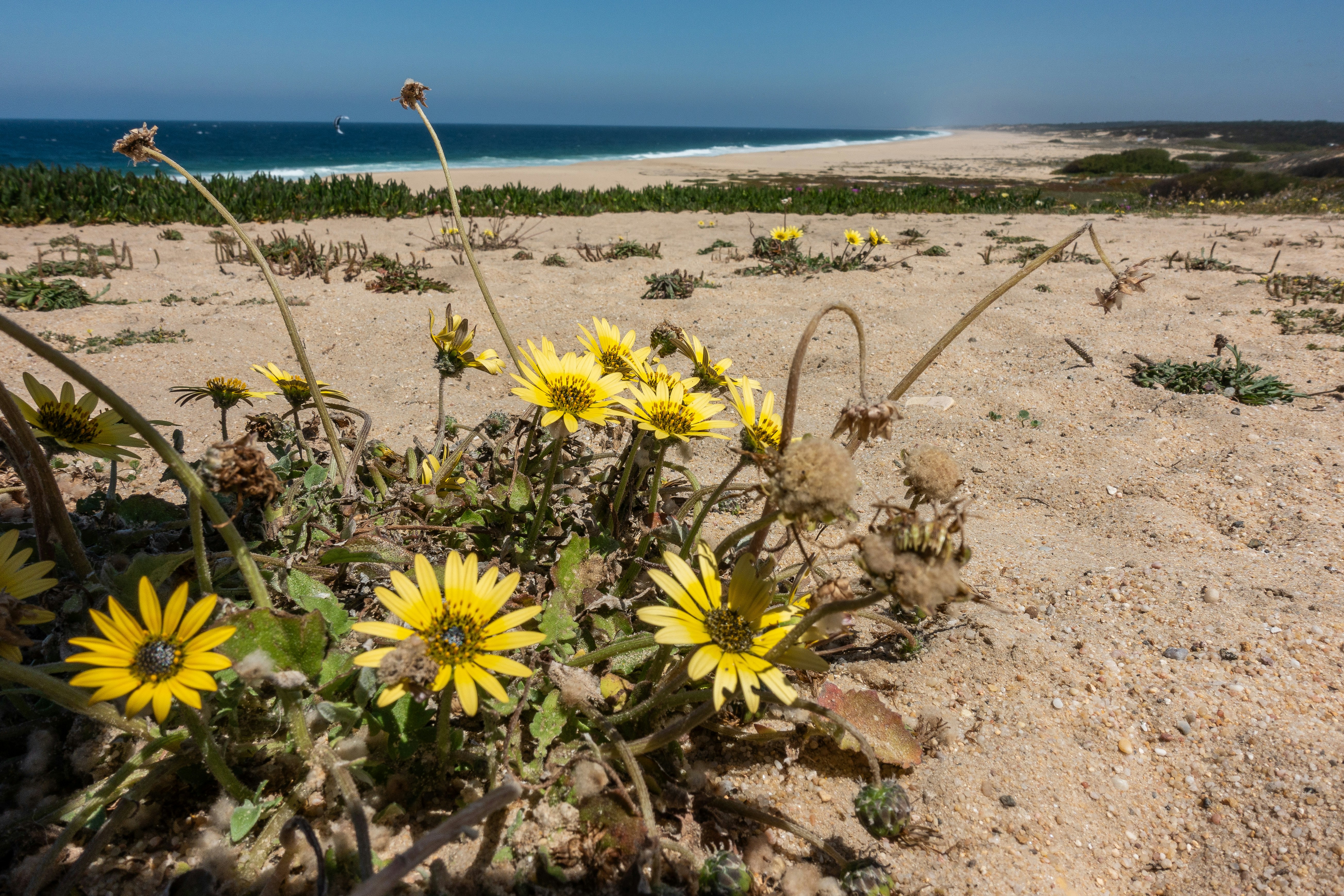 Sunlit Yellow Daisies Crown a Wind-Swept Coastal Dune