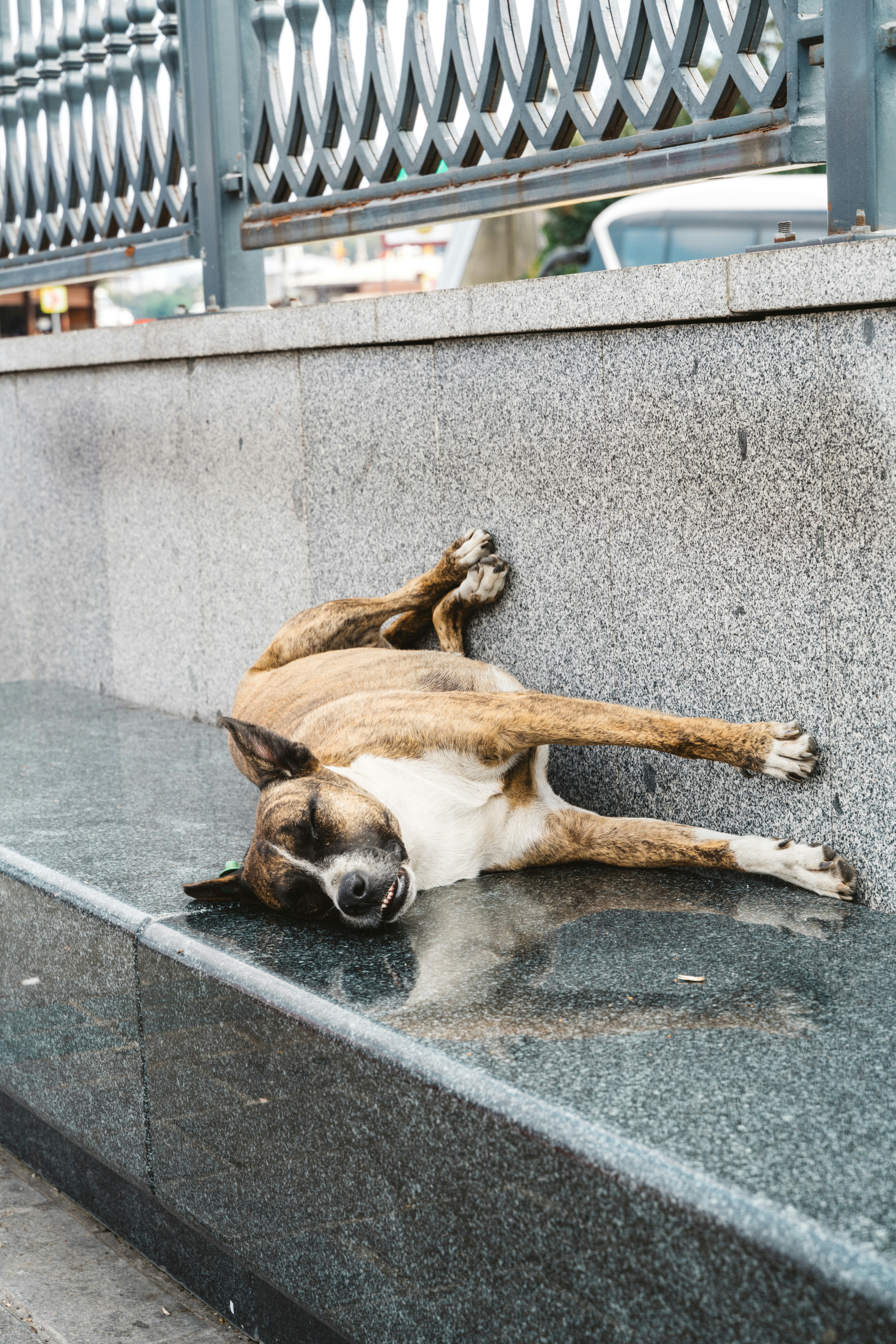 Granite Siesta: A City Dog Lounges on a Stone Bench by the Railing