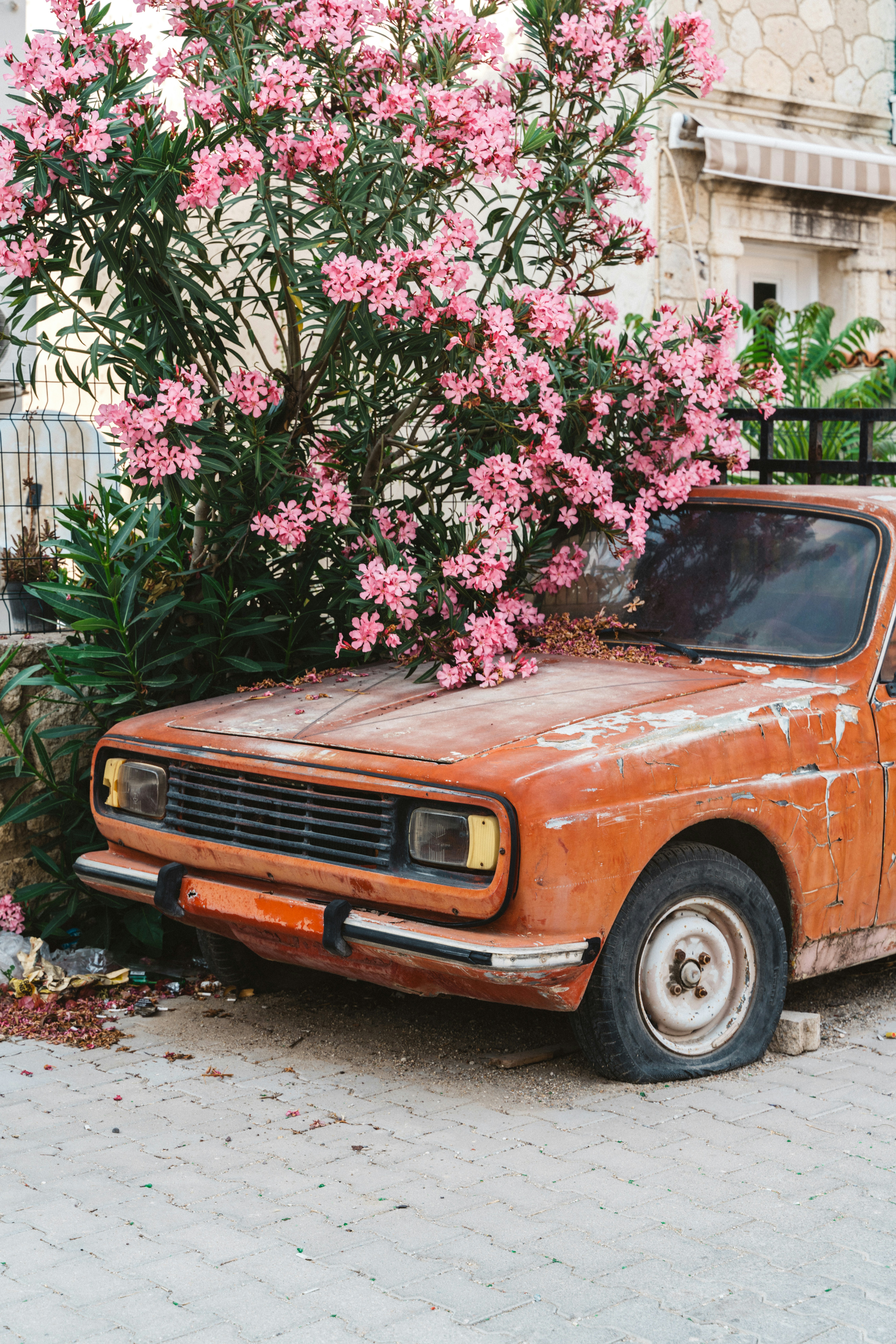 Rust-Tinted Classic Entwined by Pink Oleander