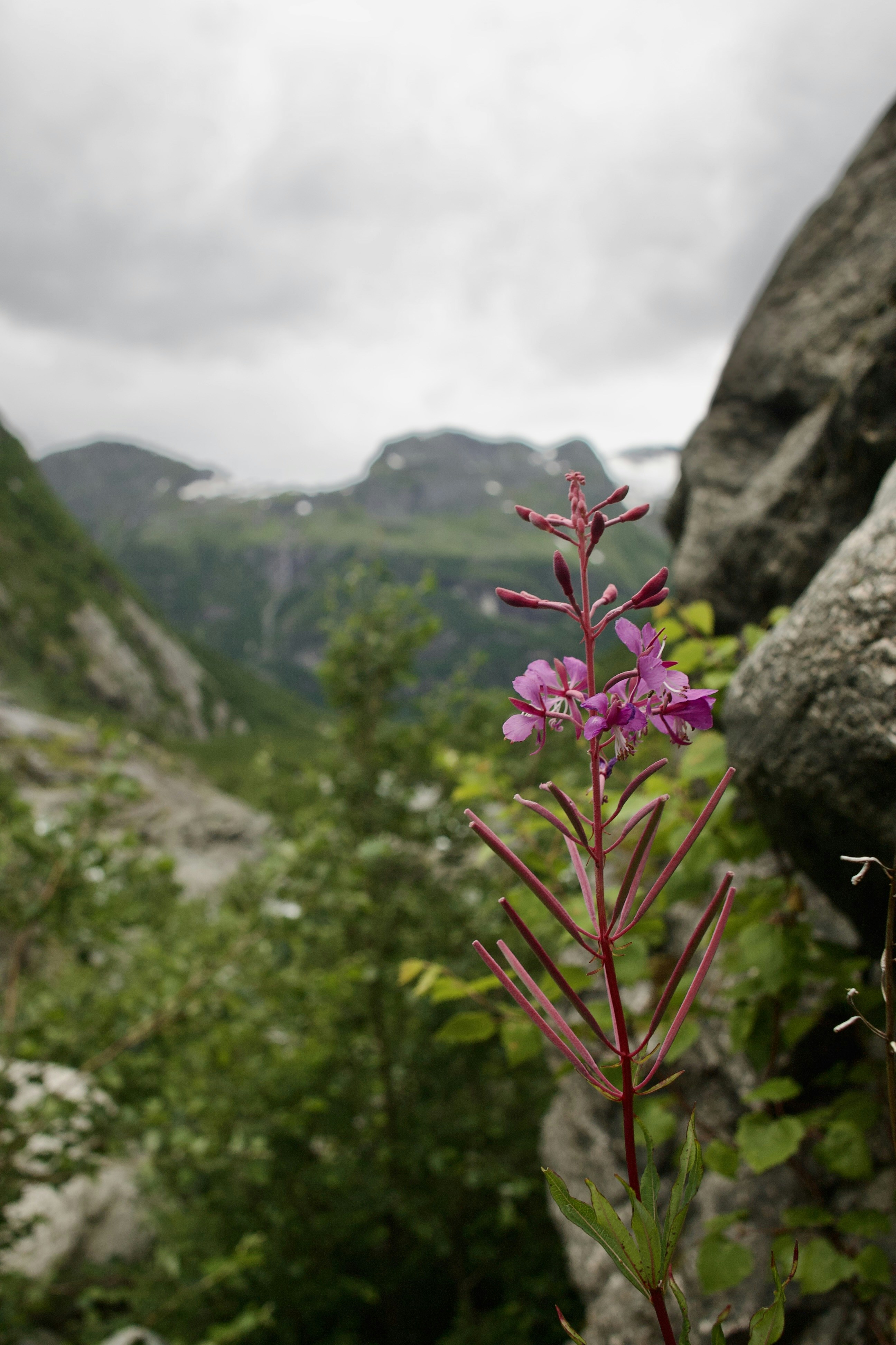 Scarlet Flame Among Granite Peaks