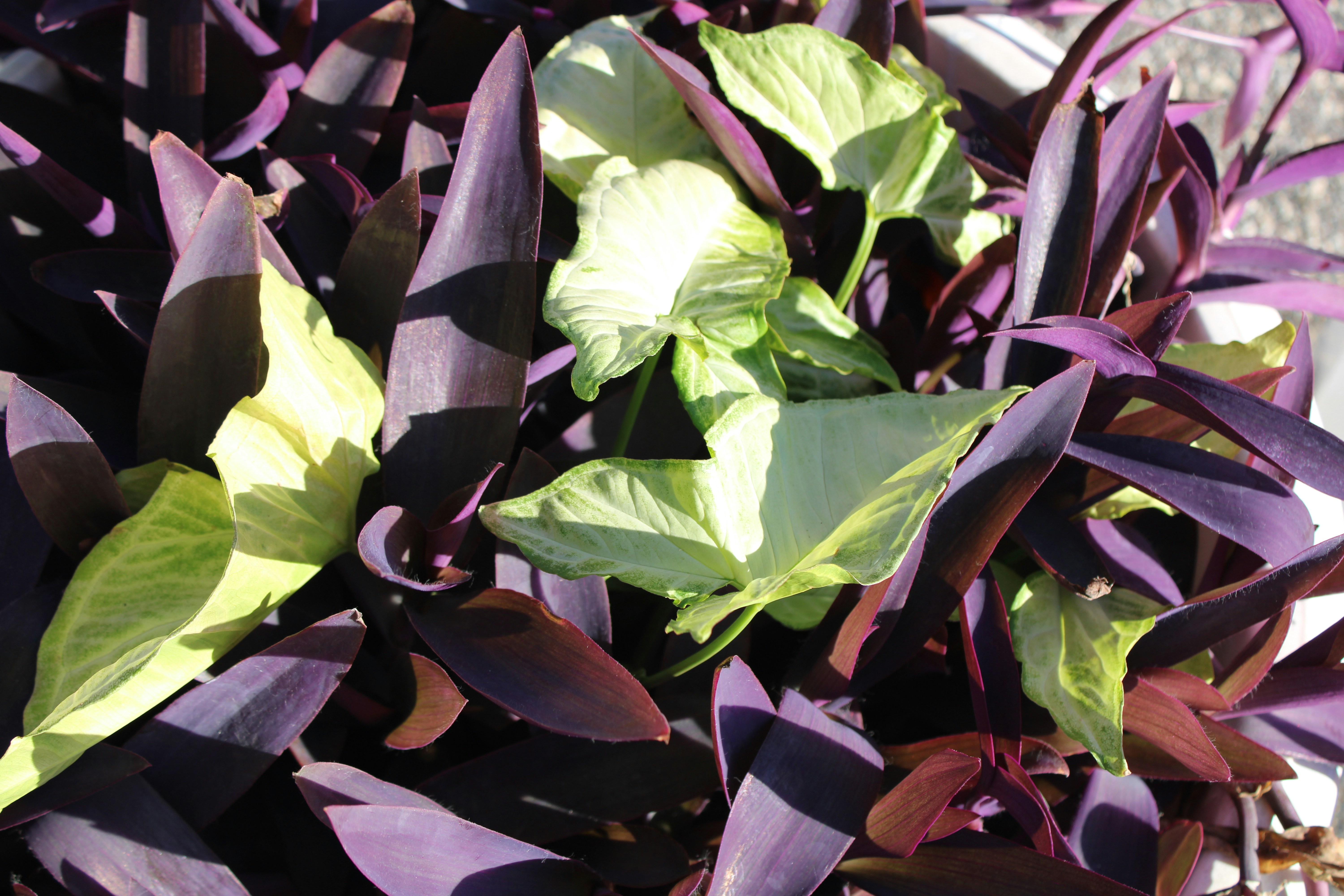 Lime-Leaf Spotlight Among Violet Foliage