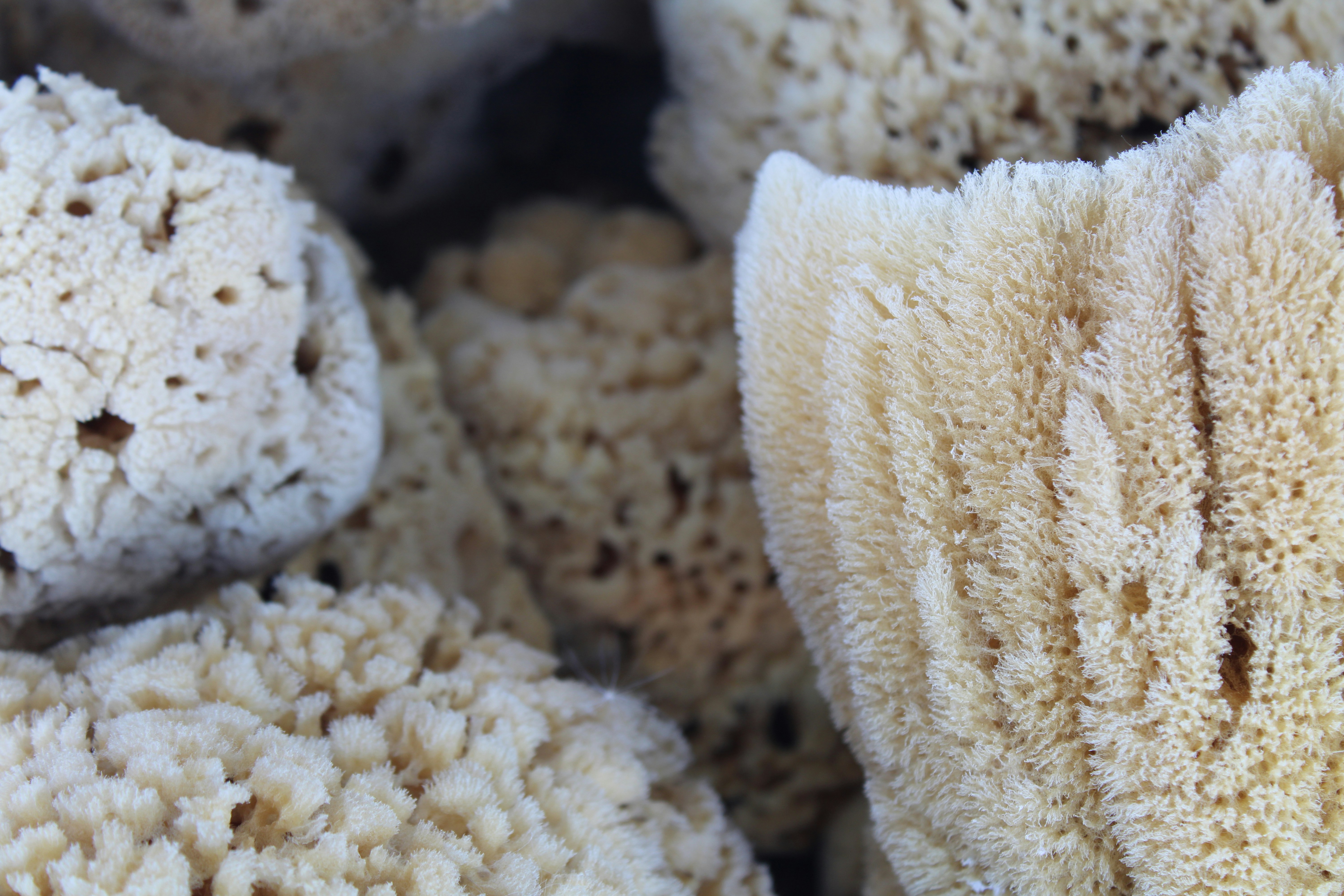 A close up of a bunch of sponges photo – Free Usa Image on Unsplash