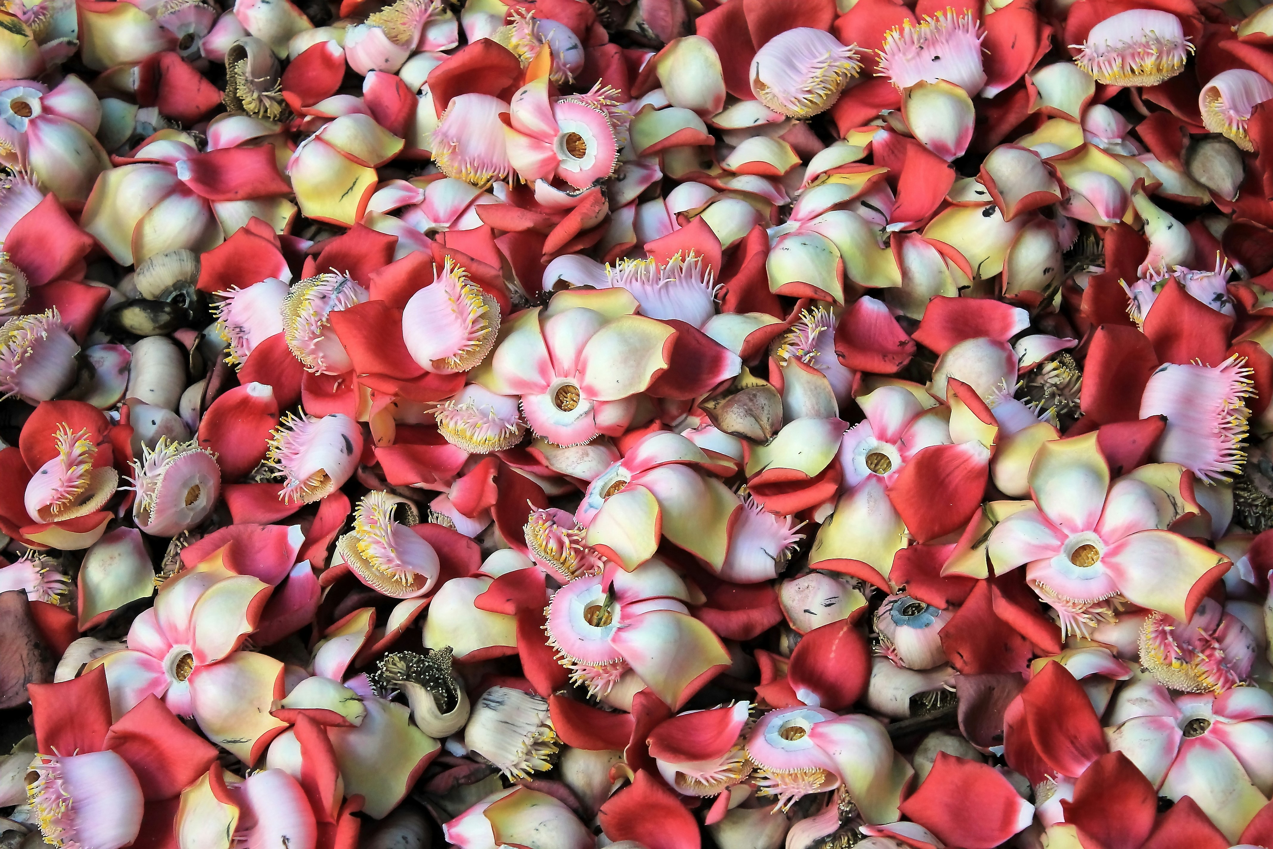 Scarlet Petal Sea: A Dense Carpet of Red and Cream Bloom Fragments