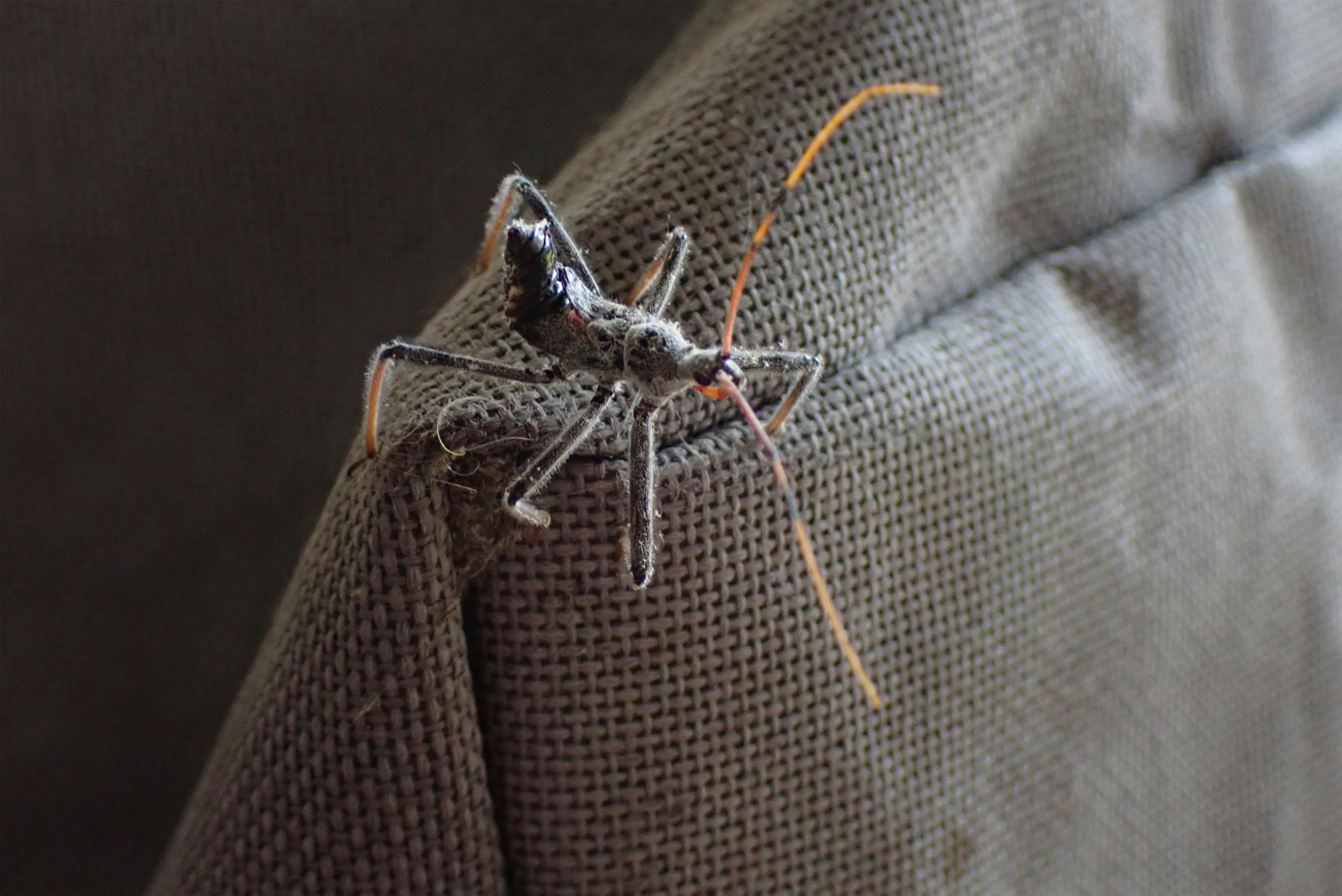 Macro Portrait: Tiny Arachnid on Woven Fabric