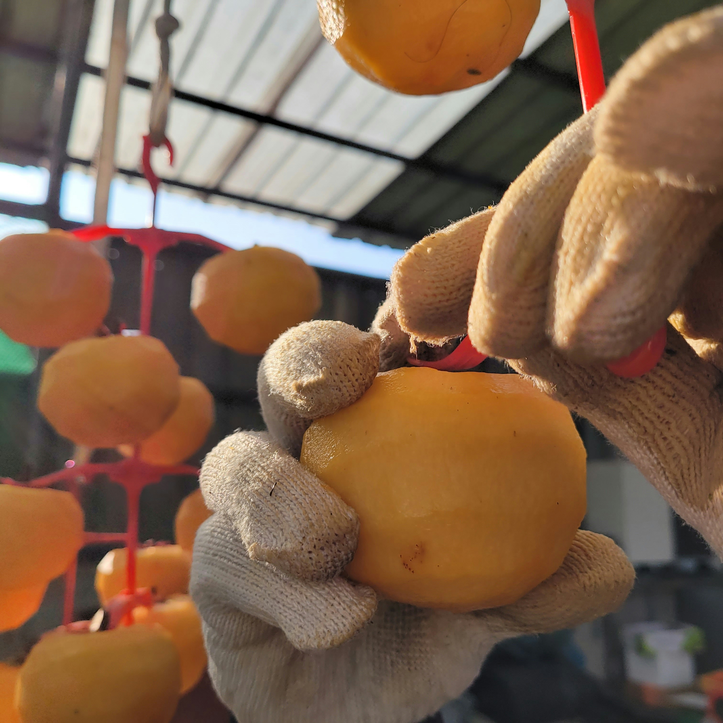 Hand-Held Persimmon Against a Red-String Harvest