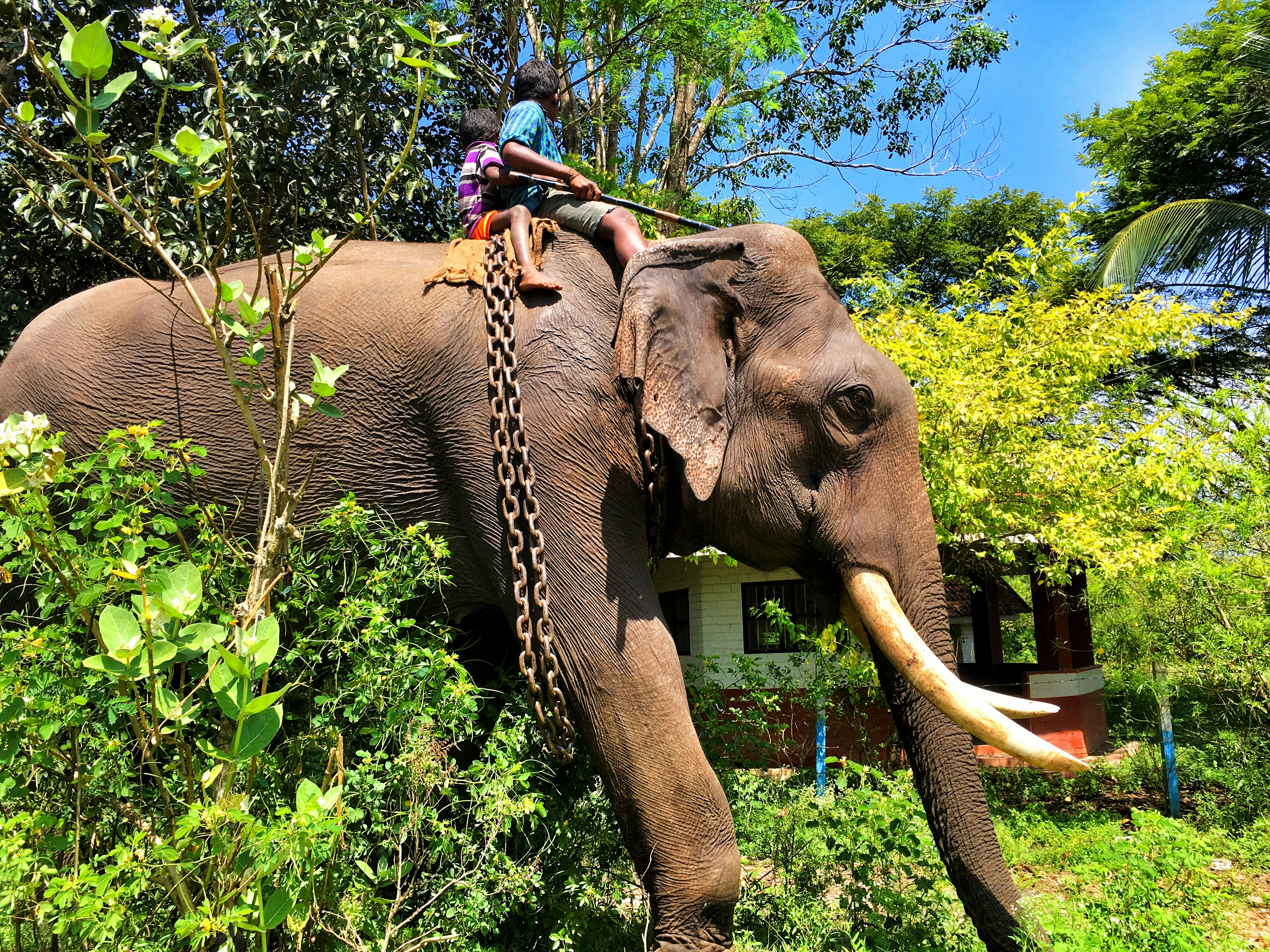 A man riding on the back of an elephant photo – Free Vegetation Image ...