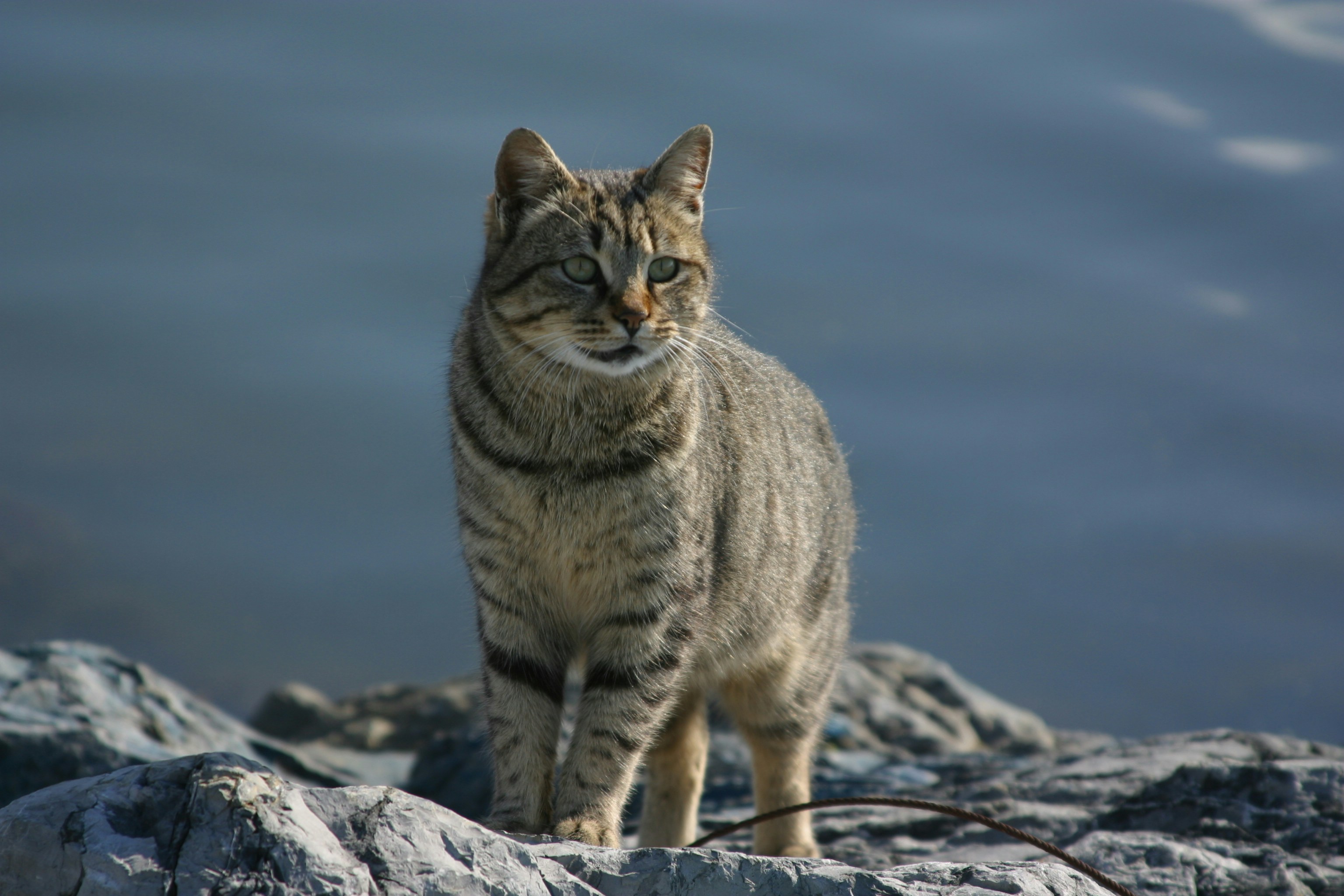 Tabby cat stands on weathered rocks beside a calm blue shoreline. Its gaze is forward, capturing a moment of quiet curiosity.