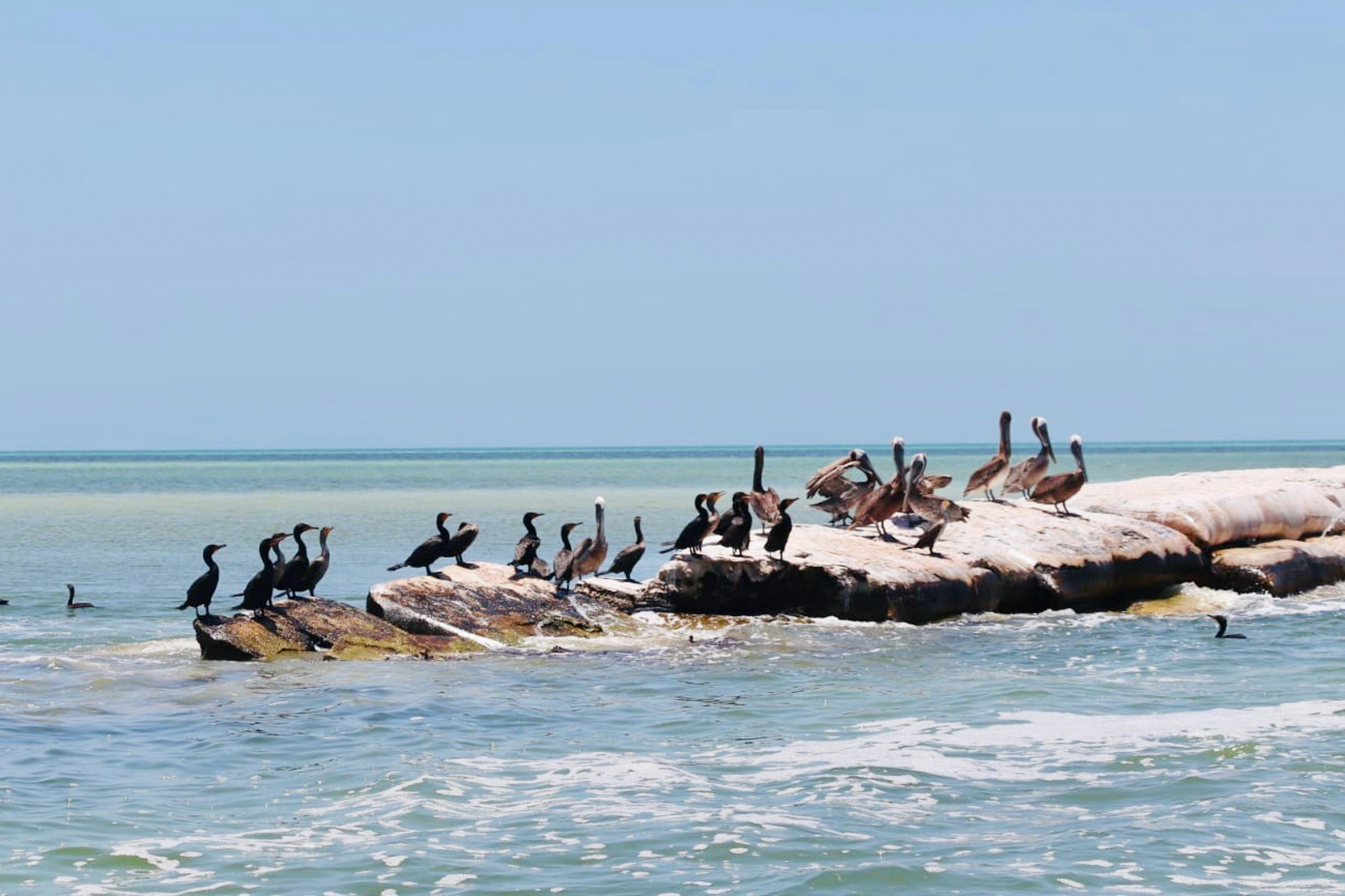 A flock of birds sitting on top of a rock in the ocean photo – Free ...