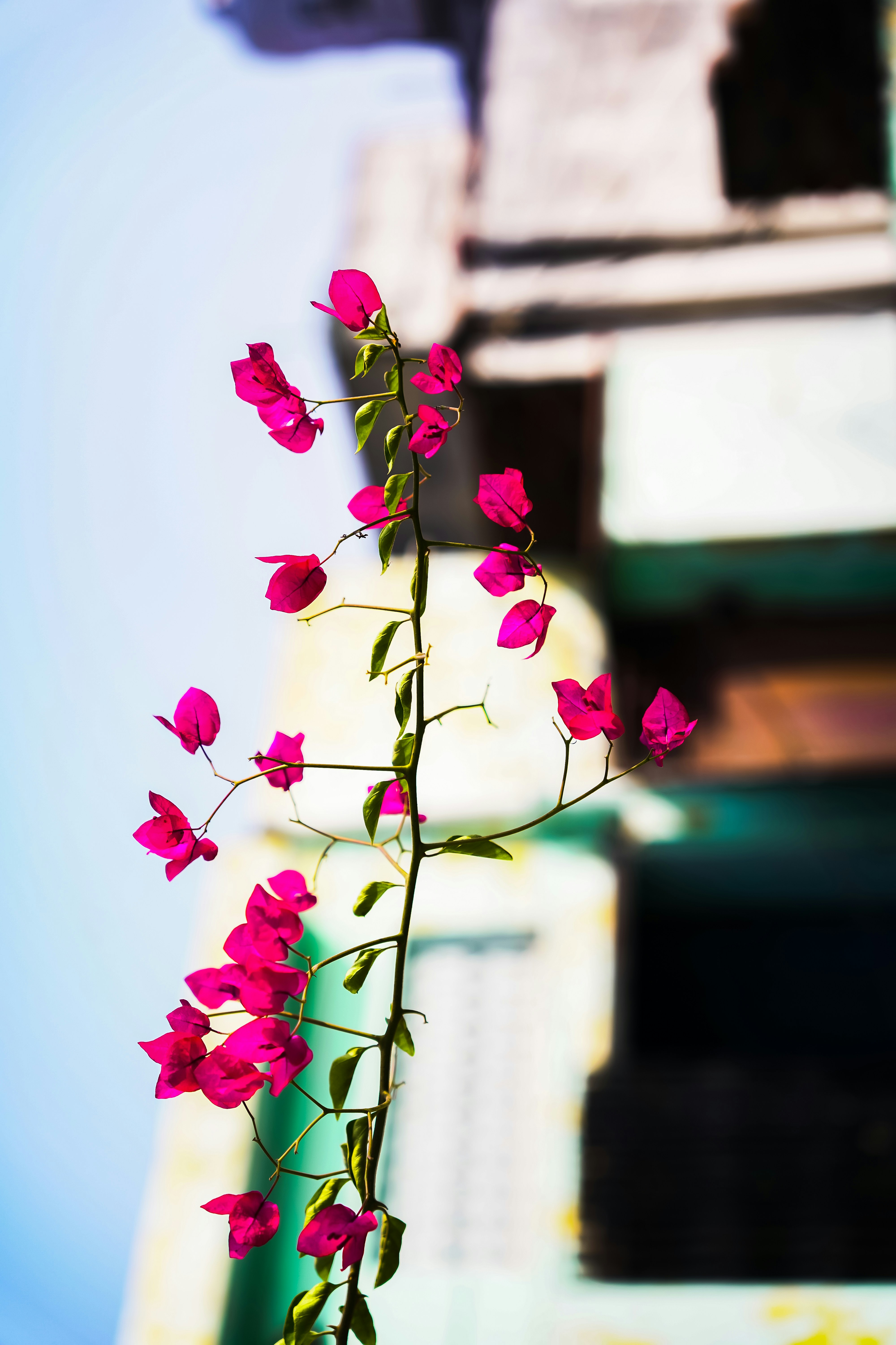 Tall pink bougainvillea stem reaching toward a sunlit sky