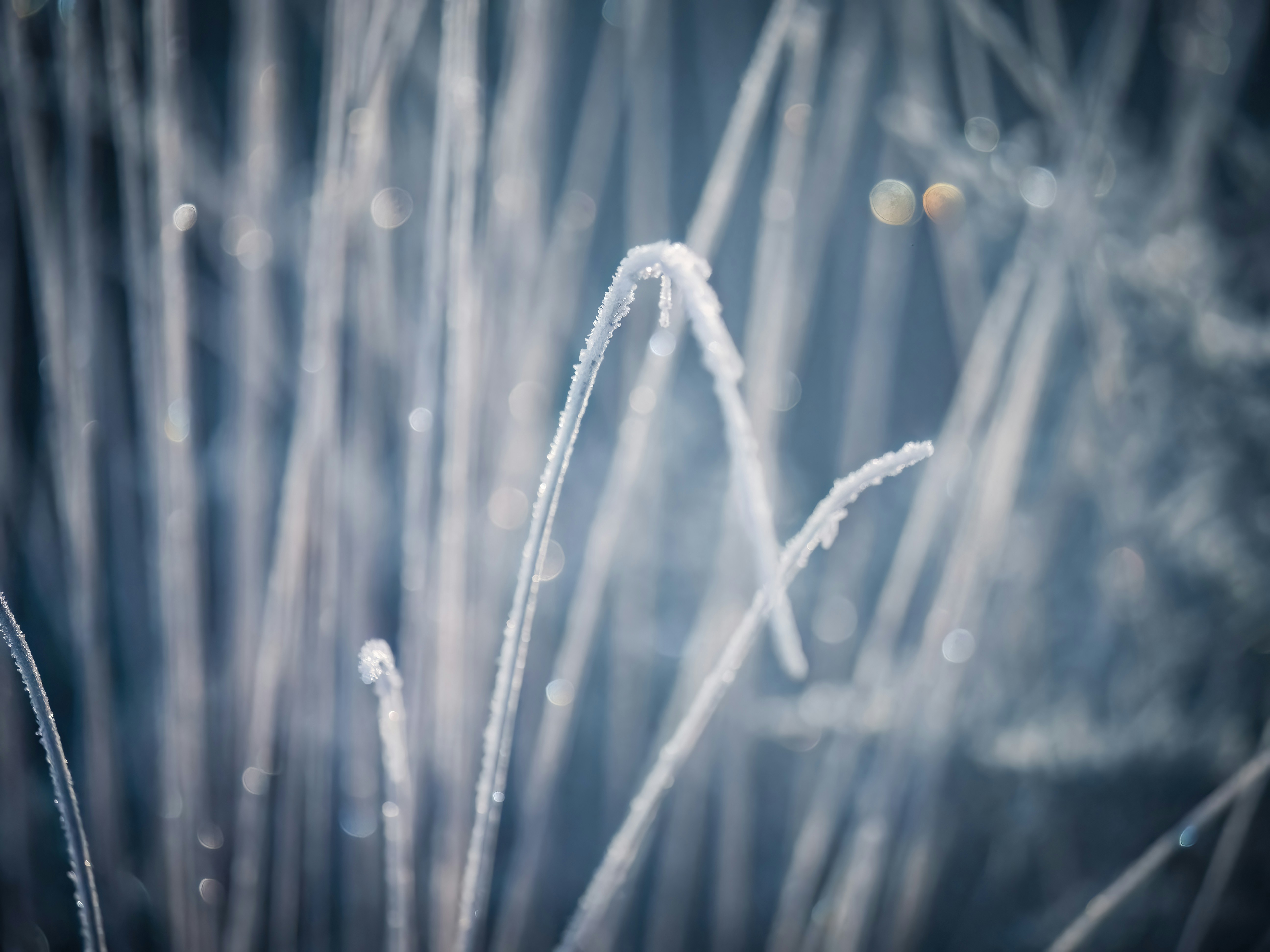 Ice-Arch in Morning Light: Frosted Grass Close-Up
