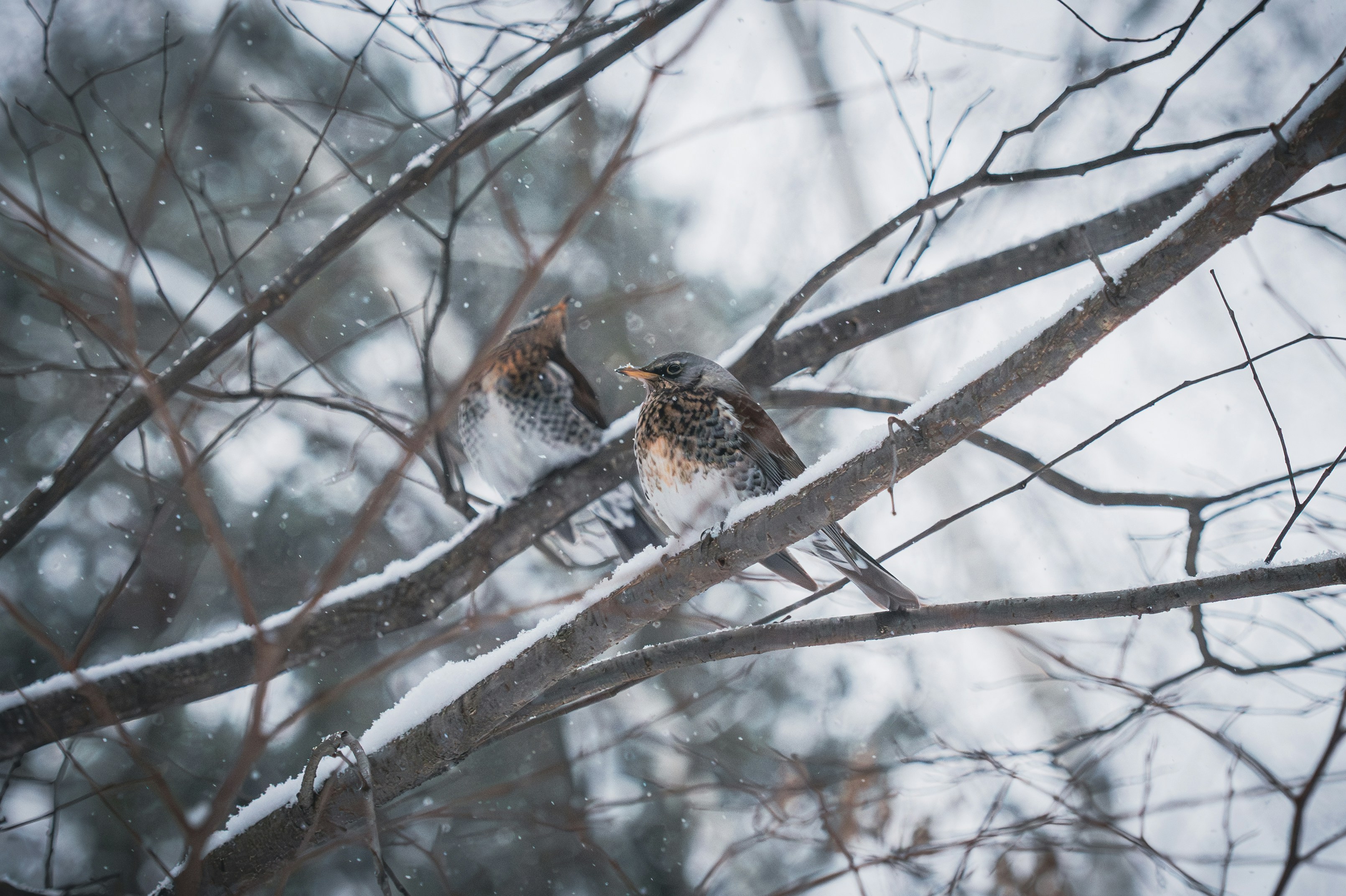 Two birds sitting on a tree branch in the snow photo – Free Animal ...