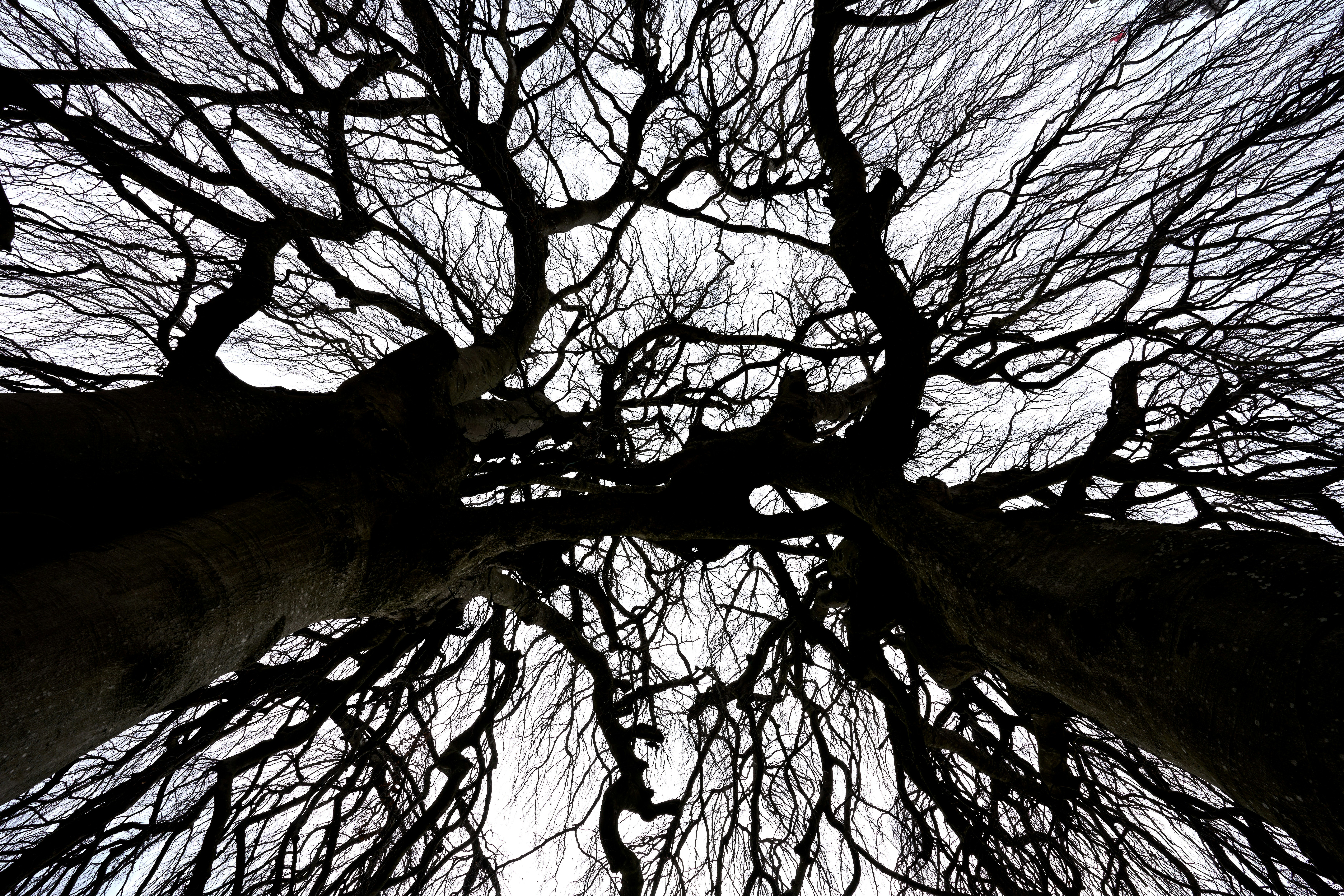 Branching Constellation: An Upward View Through a Tangle of Dark Limbs