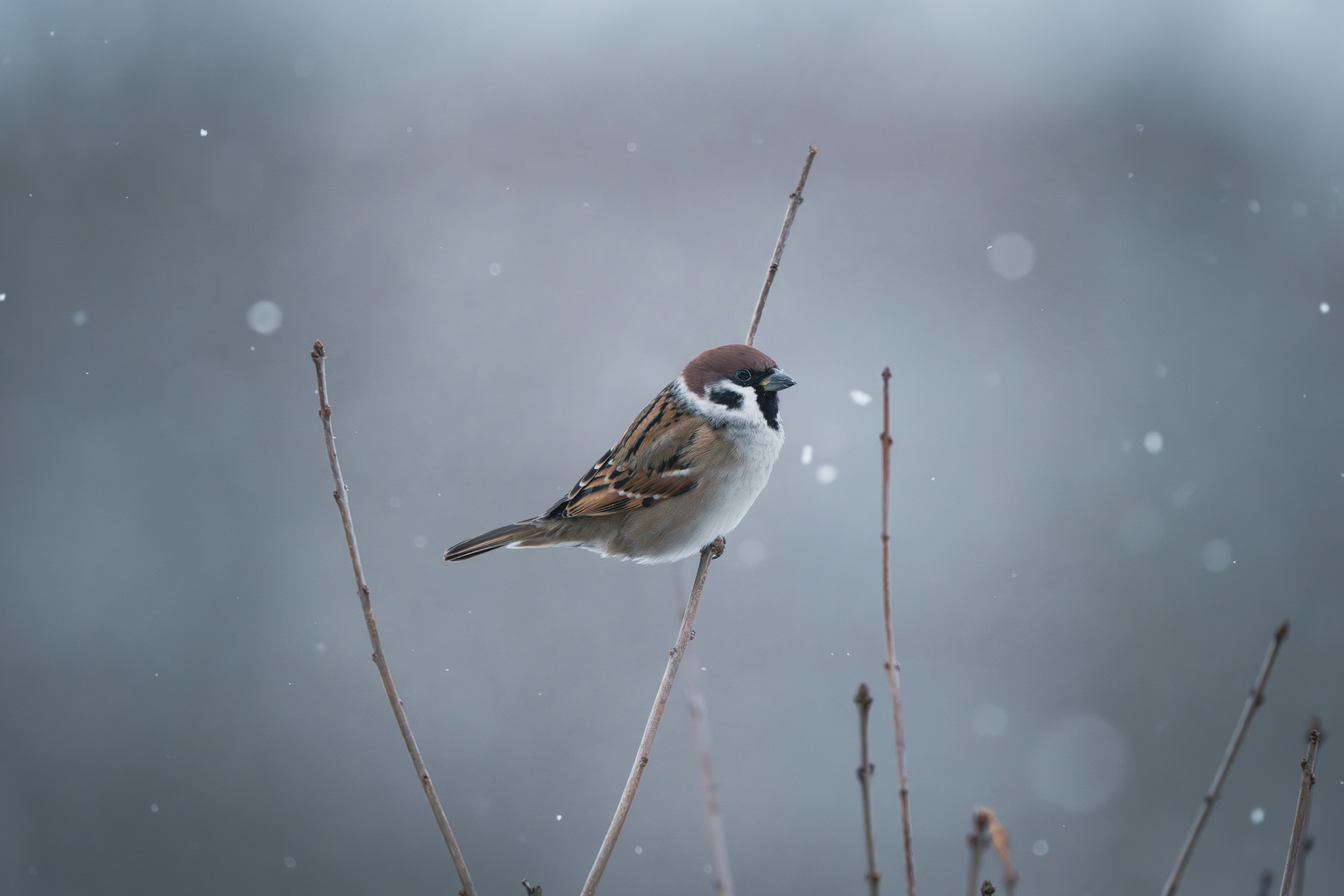Snow-kissed Sparrow on Slender Winter Reeds
