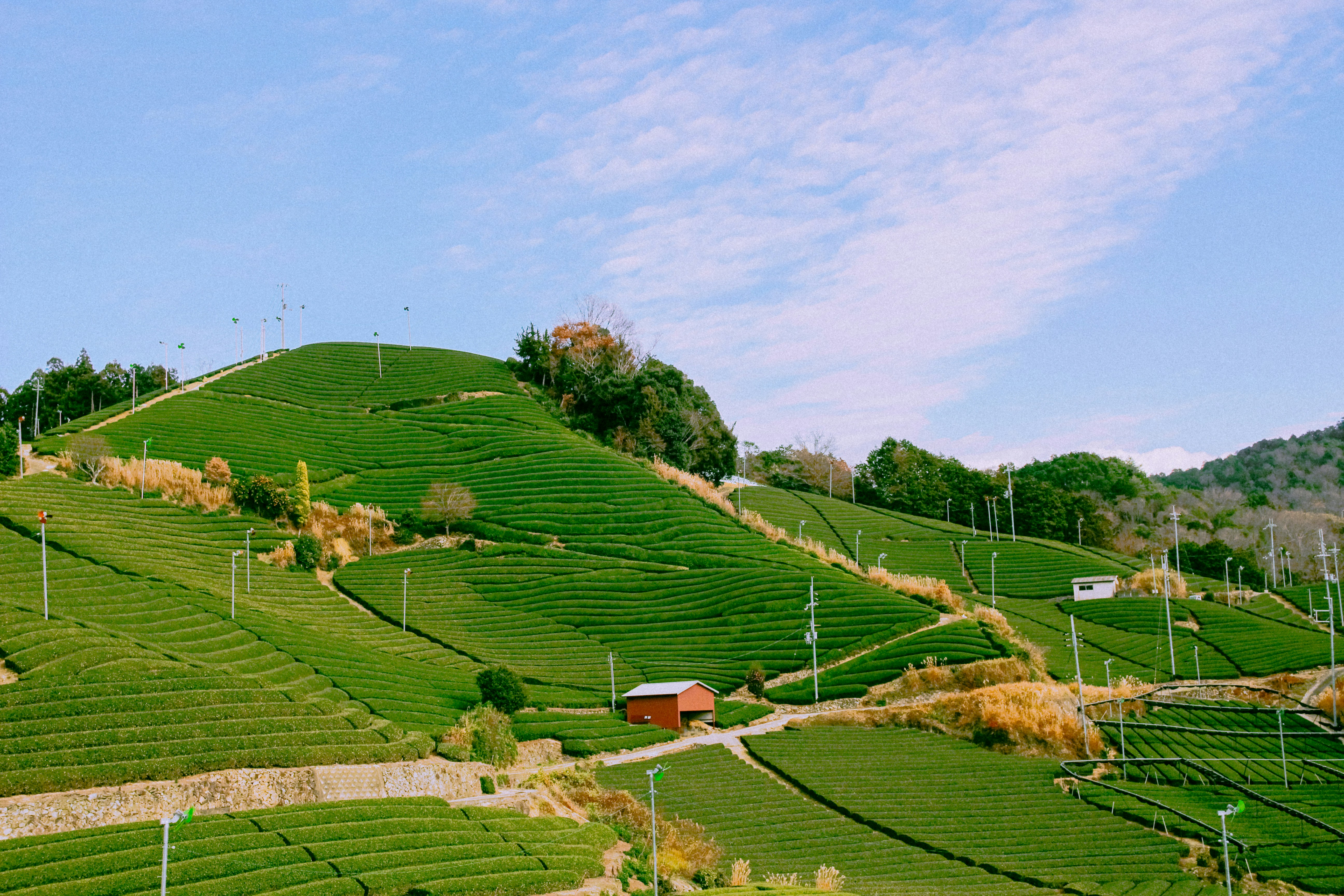 Terraced Emerald Hills: A Quiet Red-Roofed Hut Amid Green Ridges