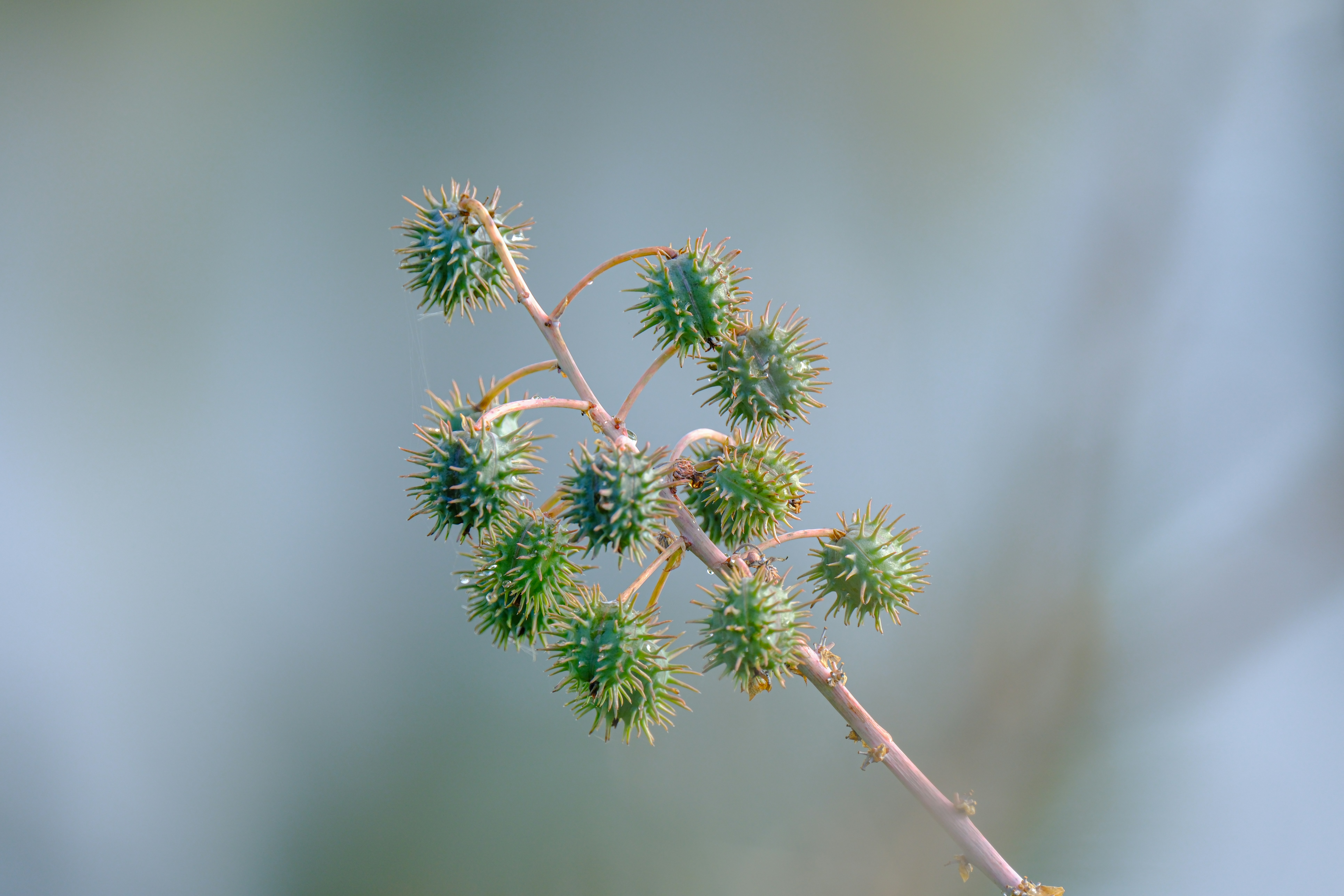 Prickly Harmony in Nature's Embrace