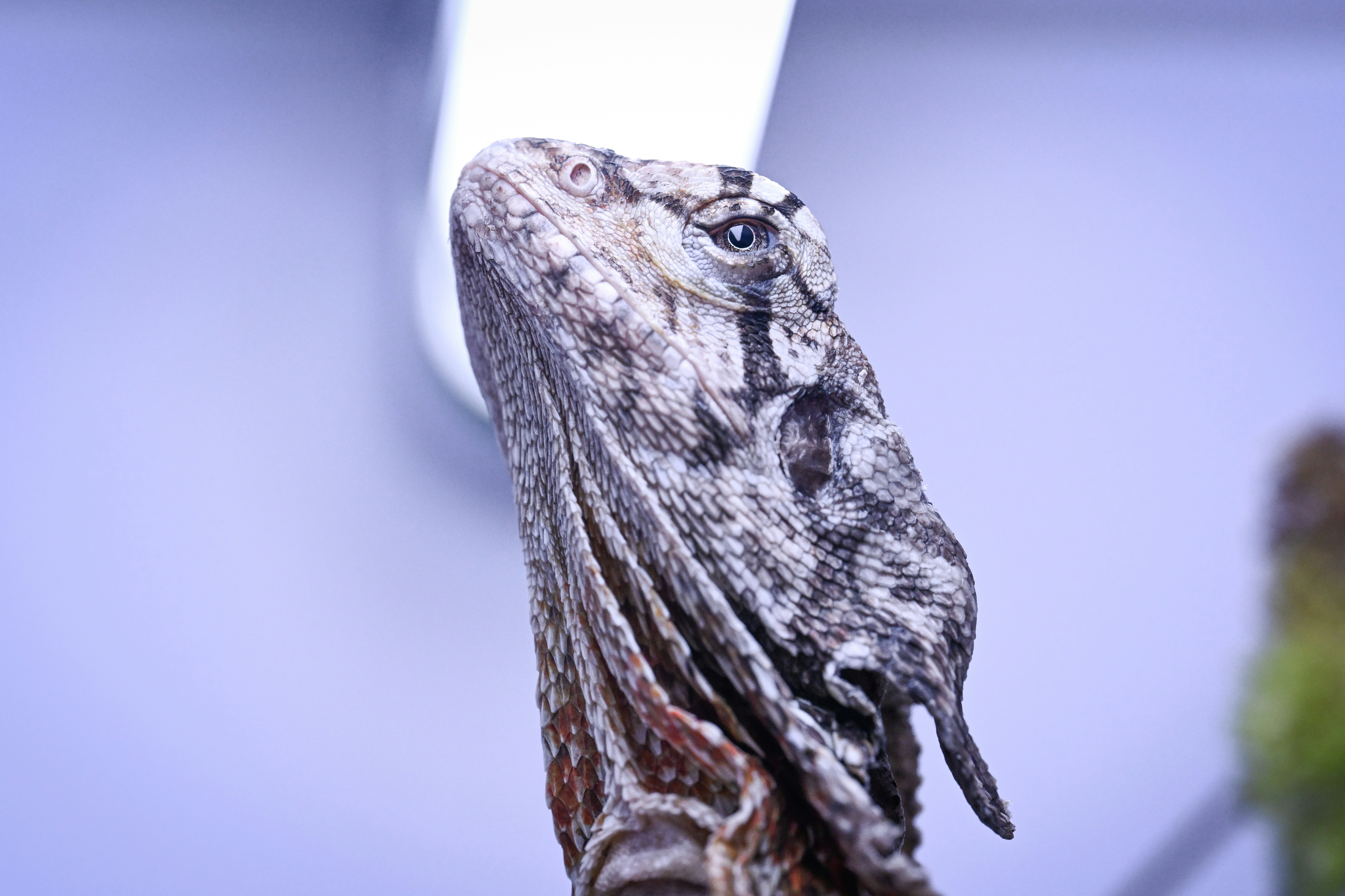 Photo by Andrey Strizhkov with Nikon Z8