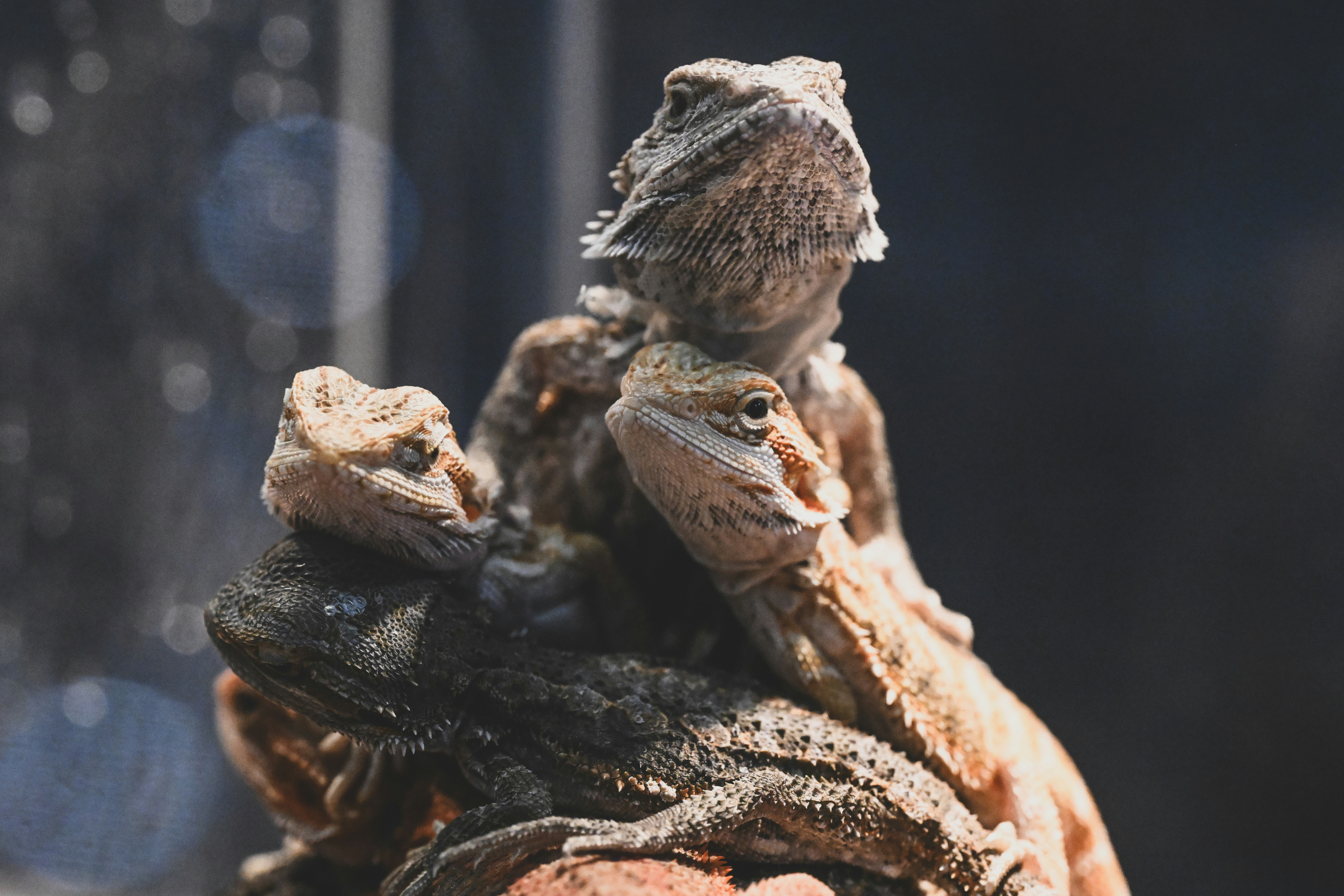 A couple of lizards sitting on top of each other photo – Free Market ...