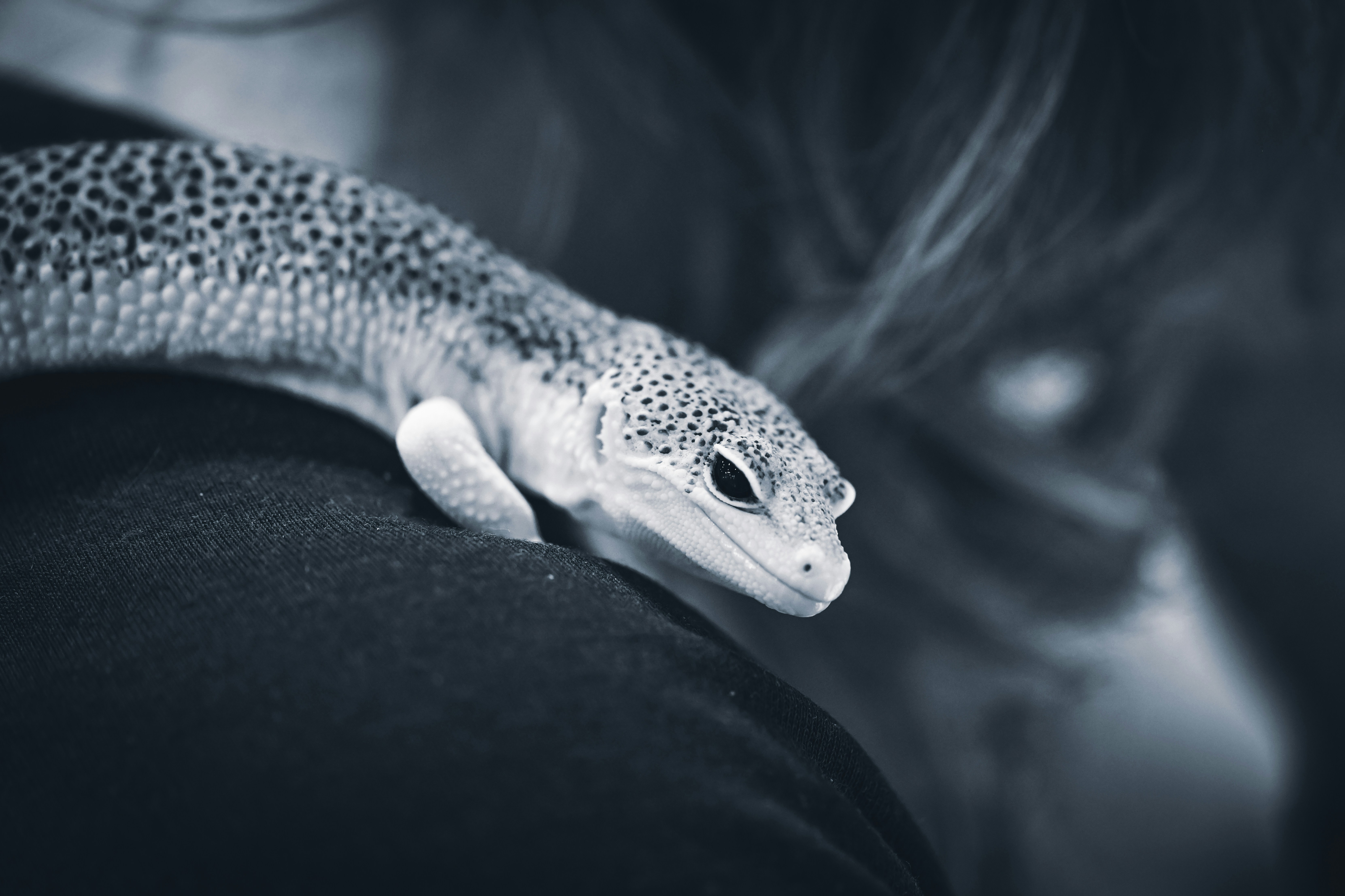 Gecko Close-Up: Textured Quiet on a Shoulder