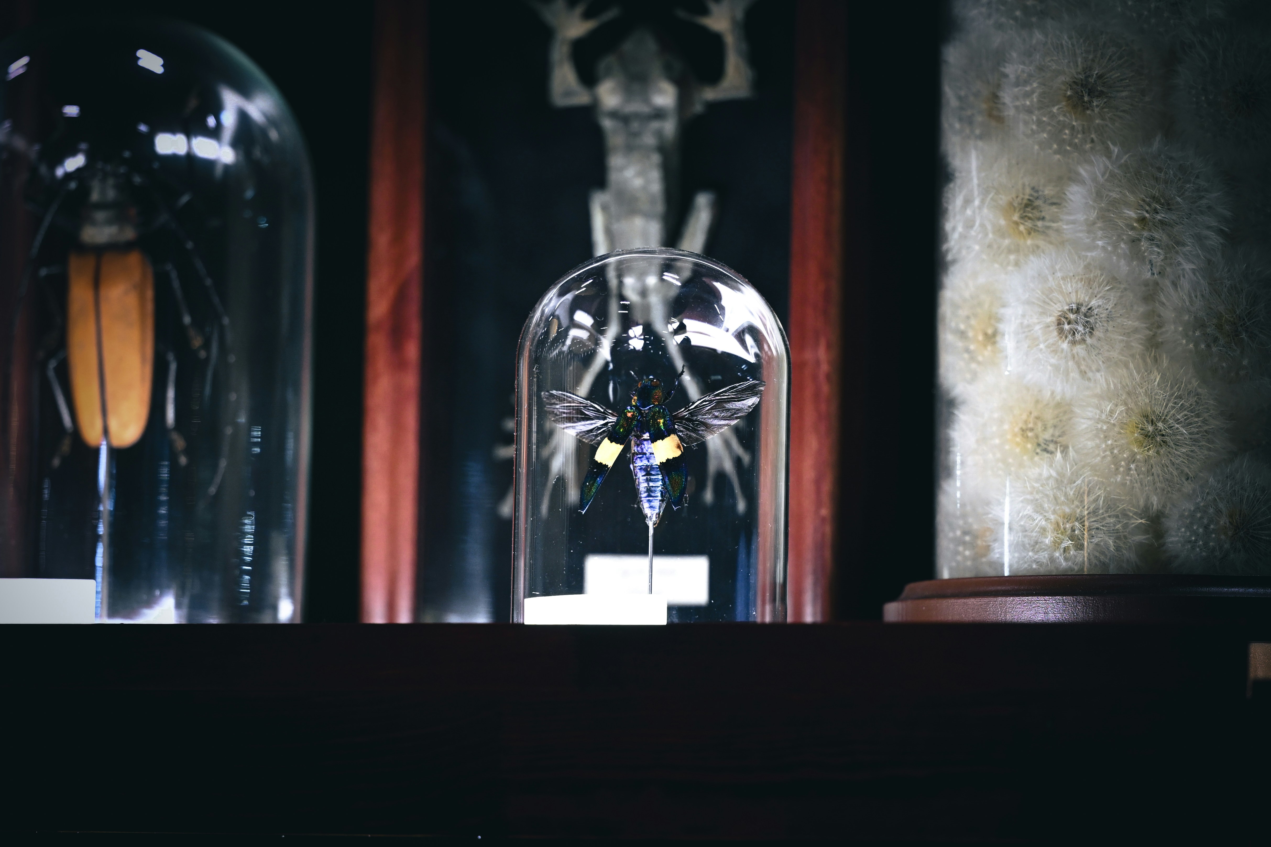 Midnight Cabinet: A Tiny Insect Preserved Under Glass