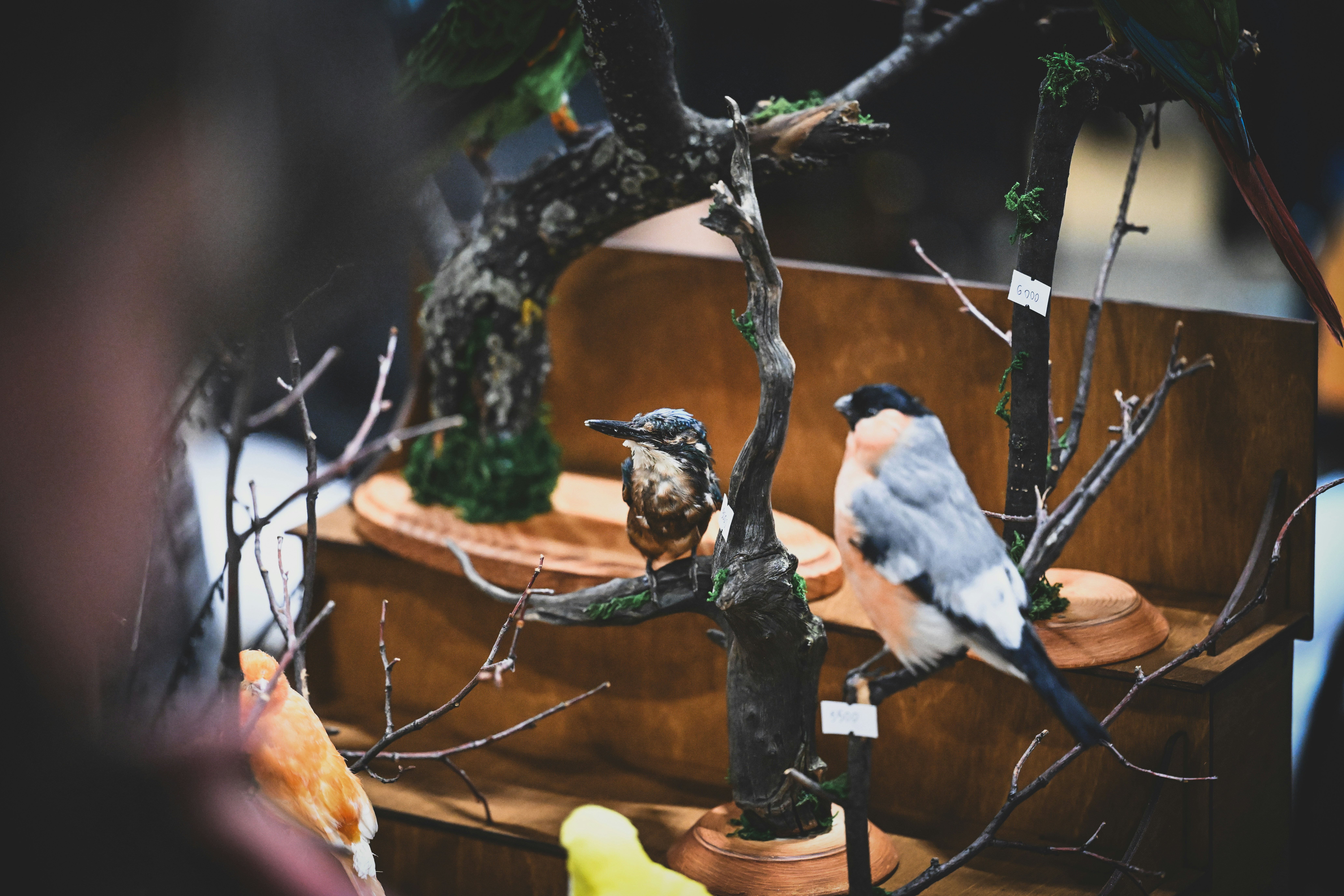 Silent Perch: A Quiet Taxidermy Vignette on Twisted Branches