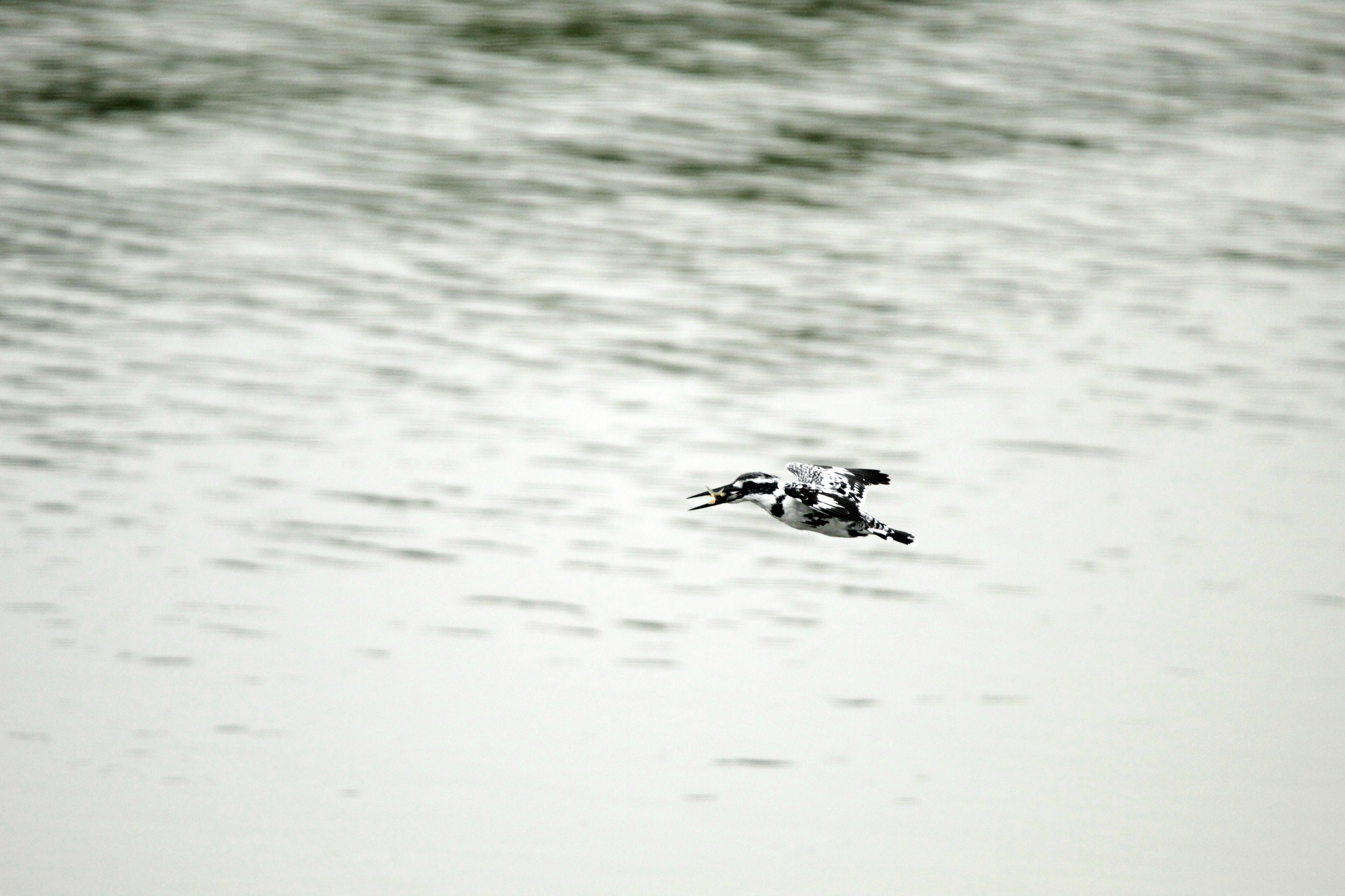 Wingbeat over a Glassy Lake: A Lone Shorebird in Monochrome