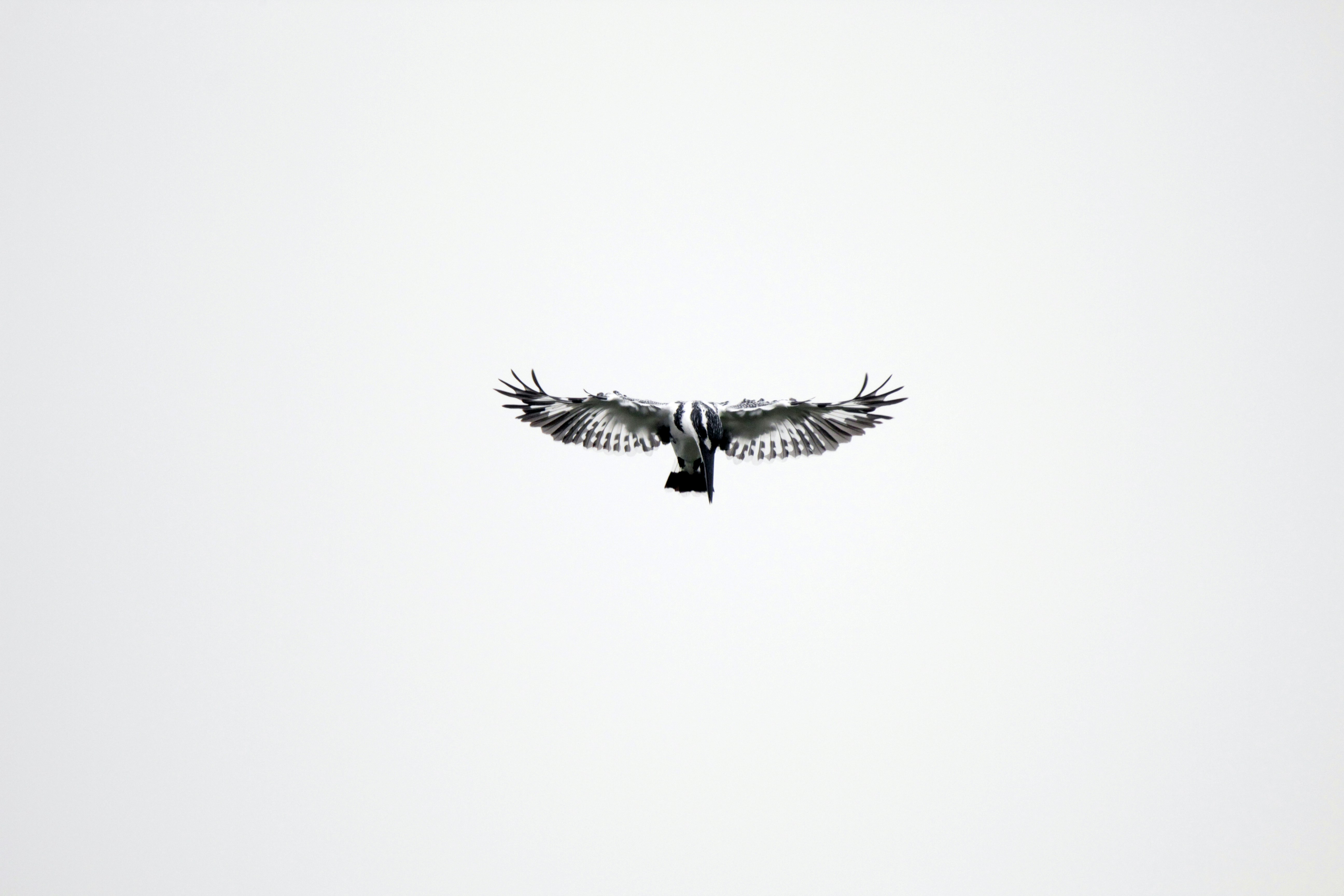 Winged Silhouette: A Solo Albatross in a Blank Sky