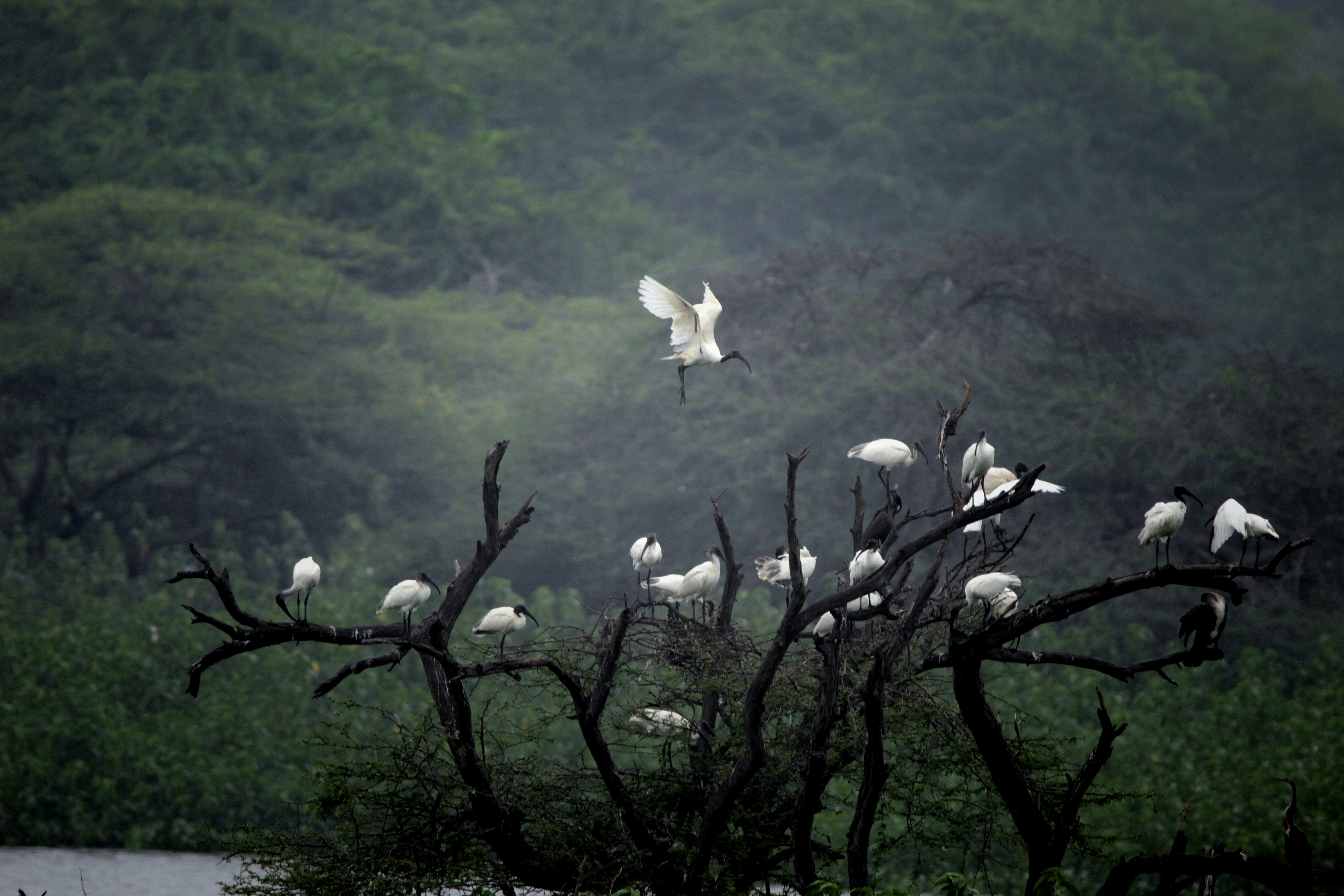 Midflight Moment over a Misty Wetland: White Birds on a Weathered Tree