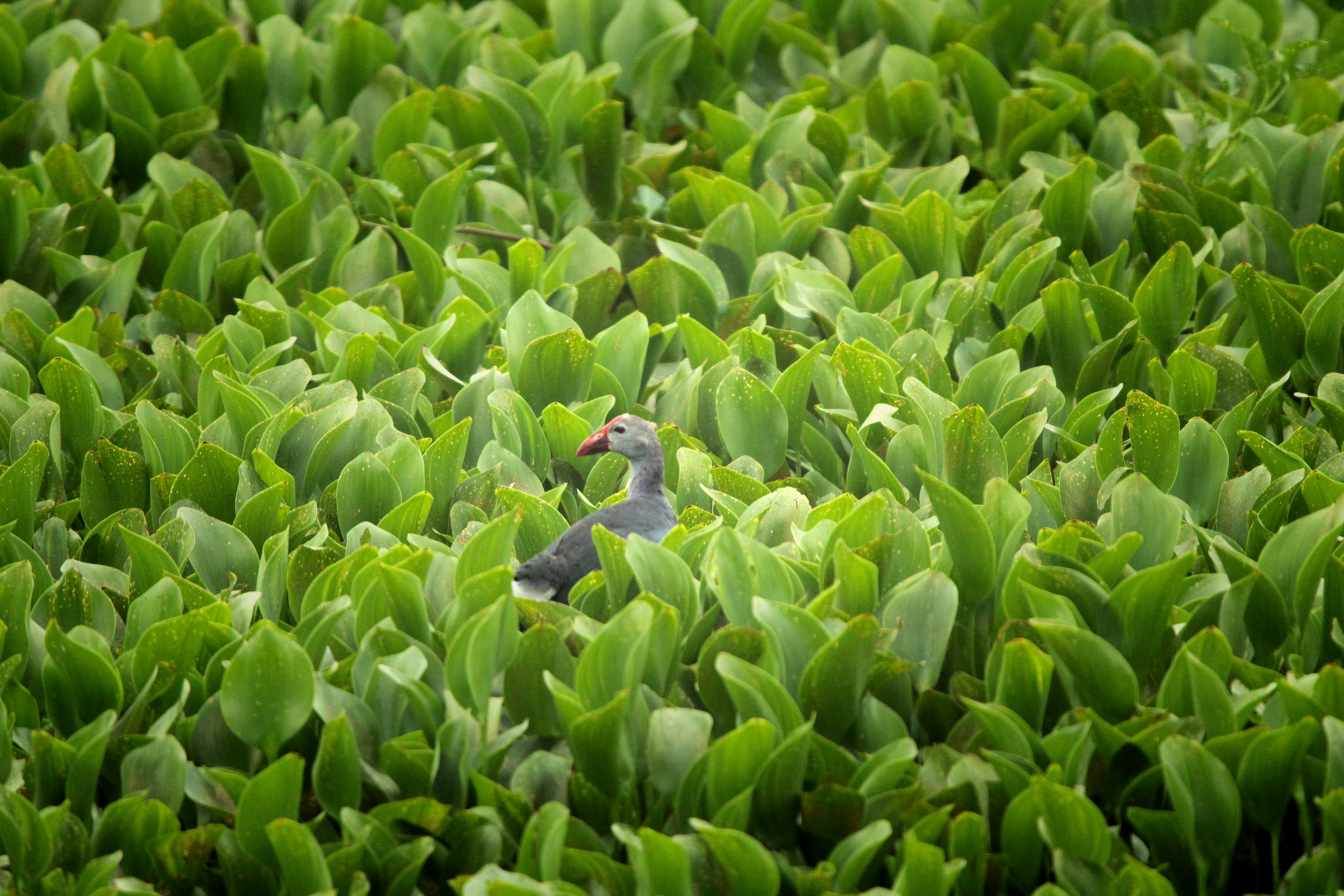 Lone gray bird amid a velvet carpet of water lettuce