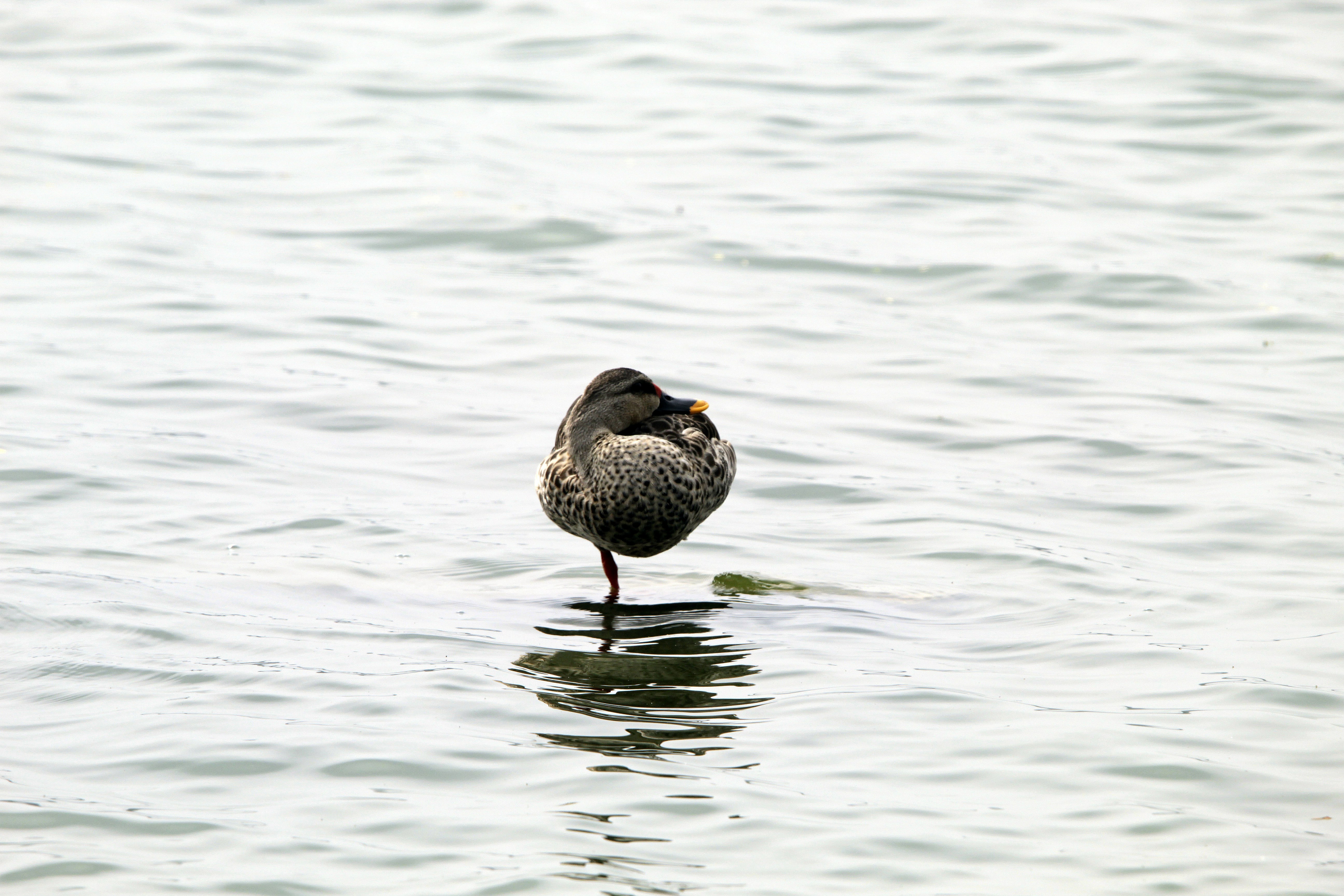 Mid-Spring Gazette: A solitary duck bravely balances on quiet ripples