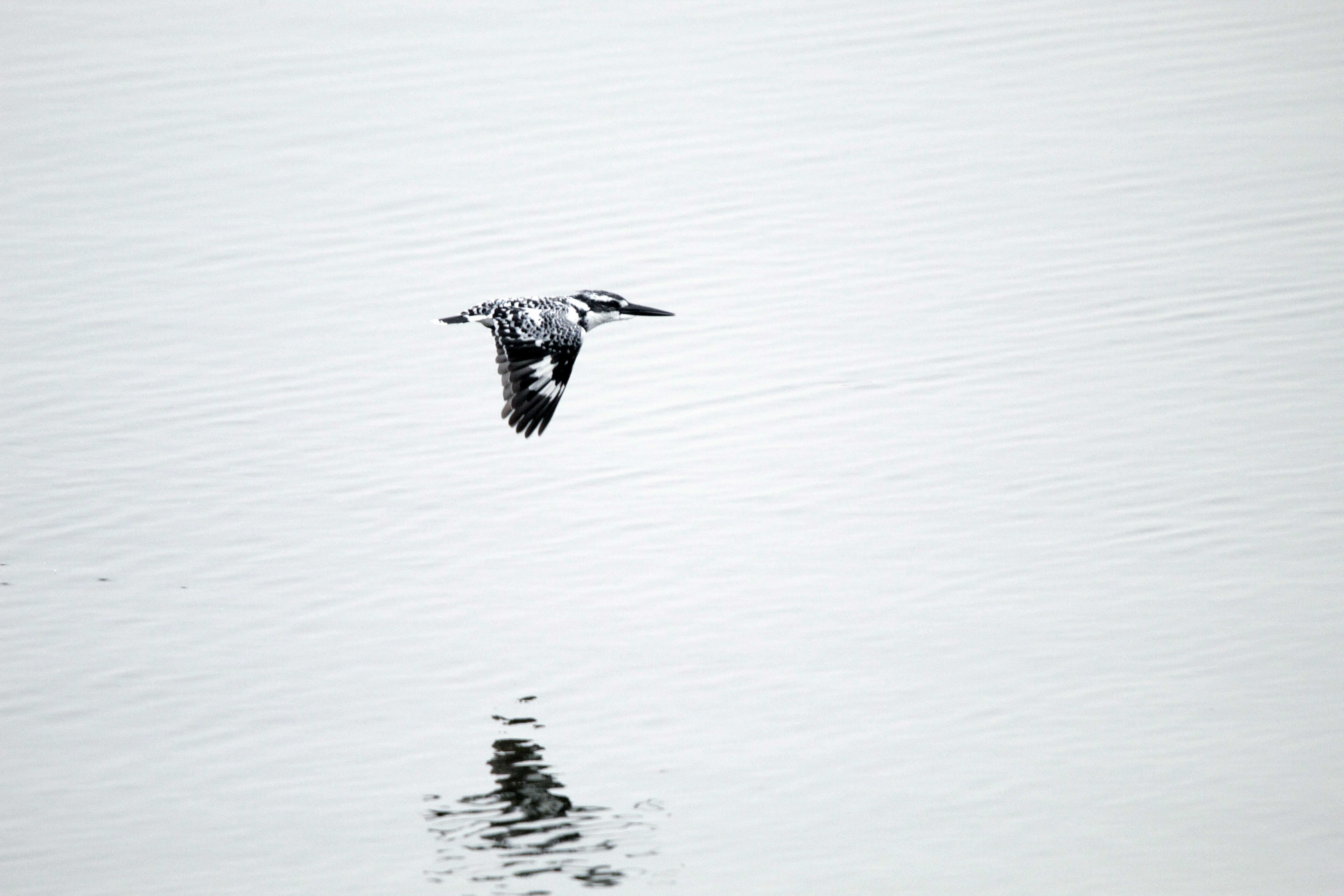 The pied kingfisher (Ceryle rudis) is a species of water kingfisher widely distributed across Africa and Asia.
