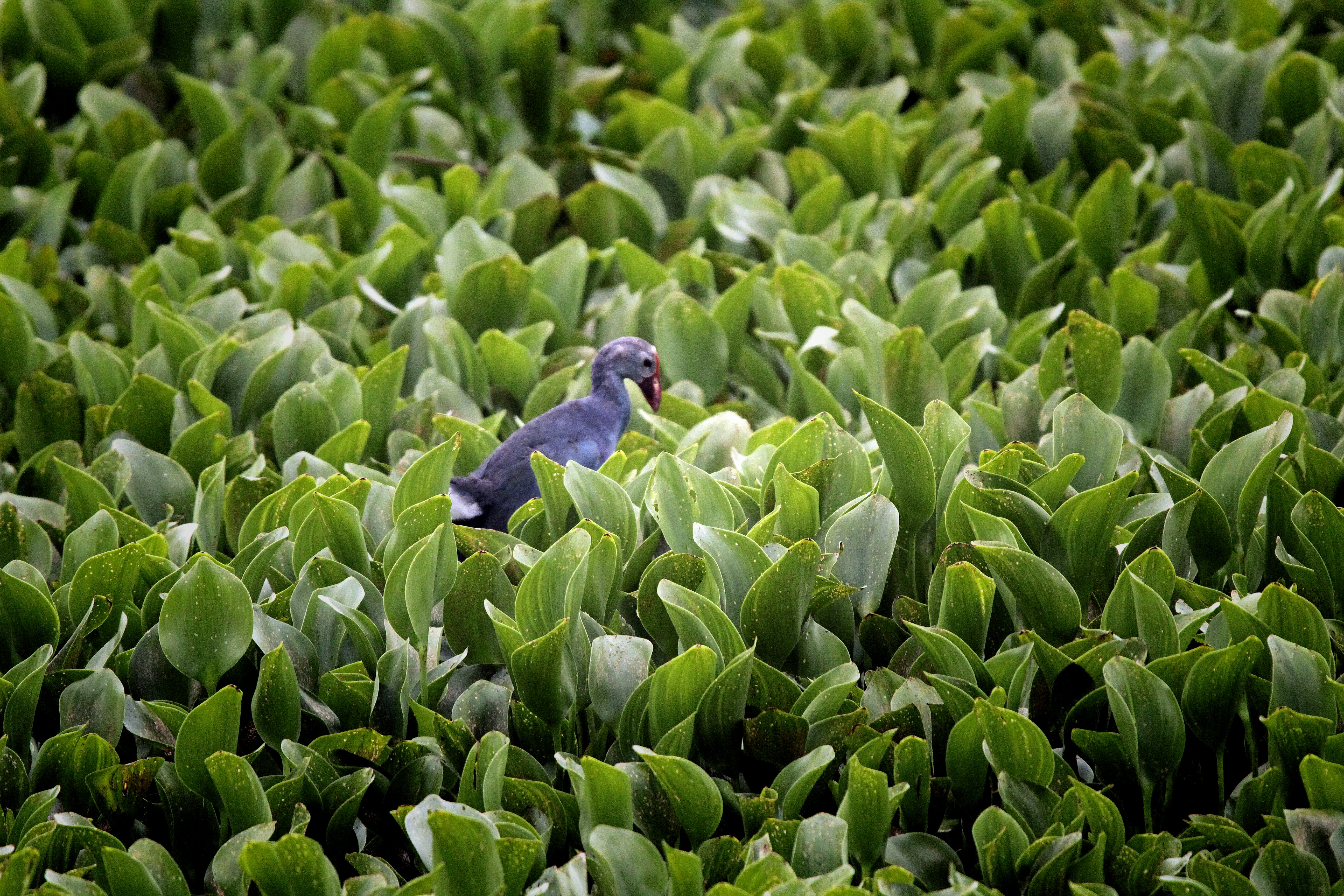 Azure Dove Amid Emerald Foliage