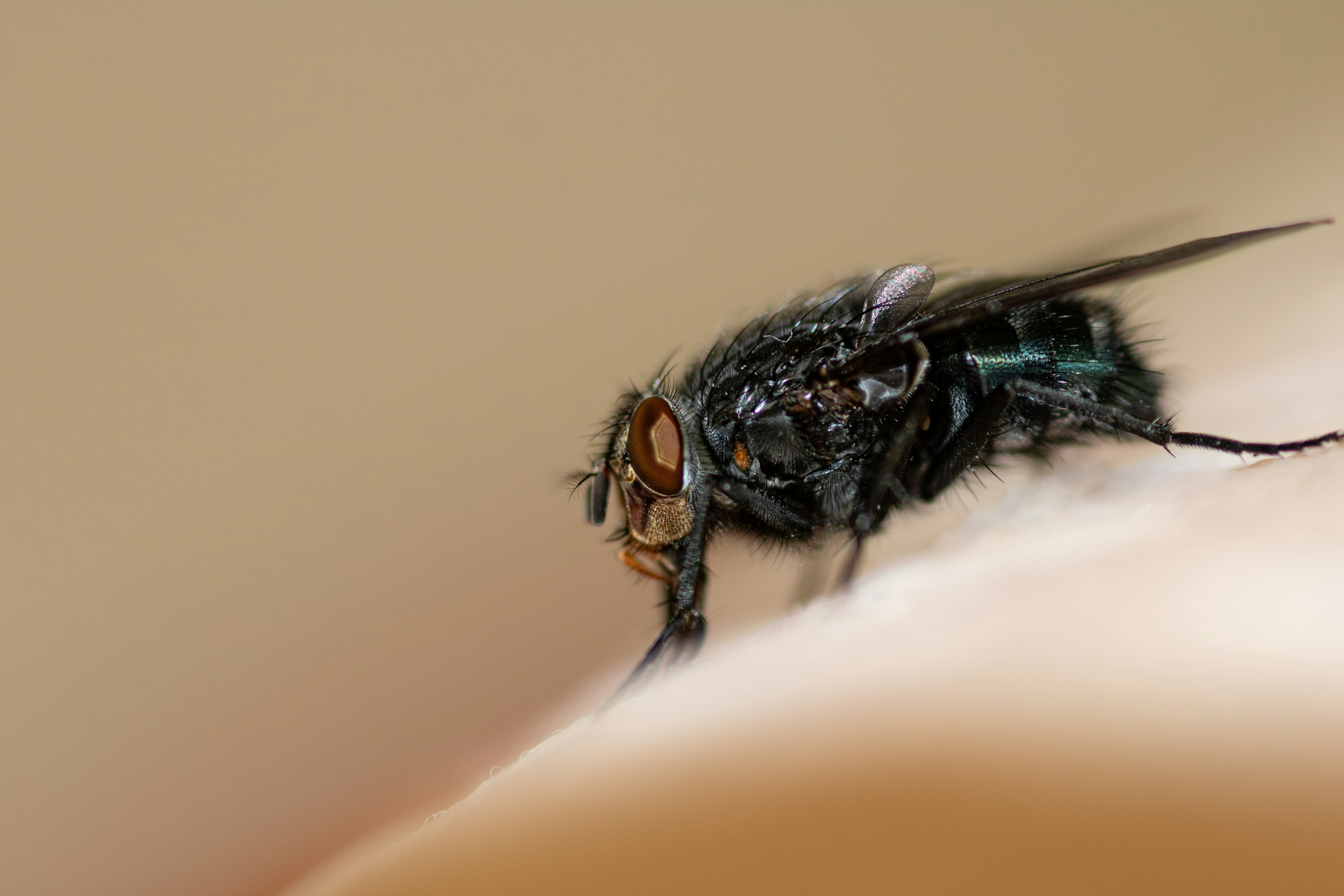 A close up of a fly on a person's arm photo – Free Nueva york Image on ...